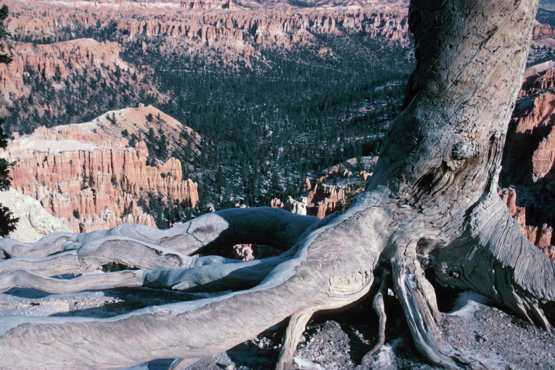 How to Dig Through Tree Roots