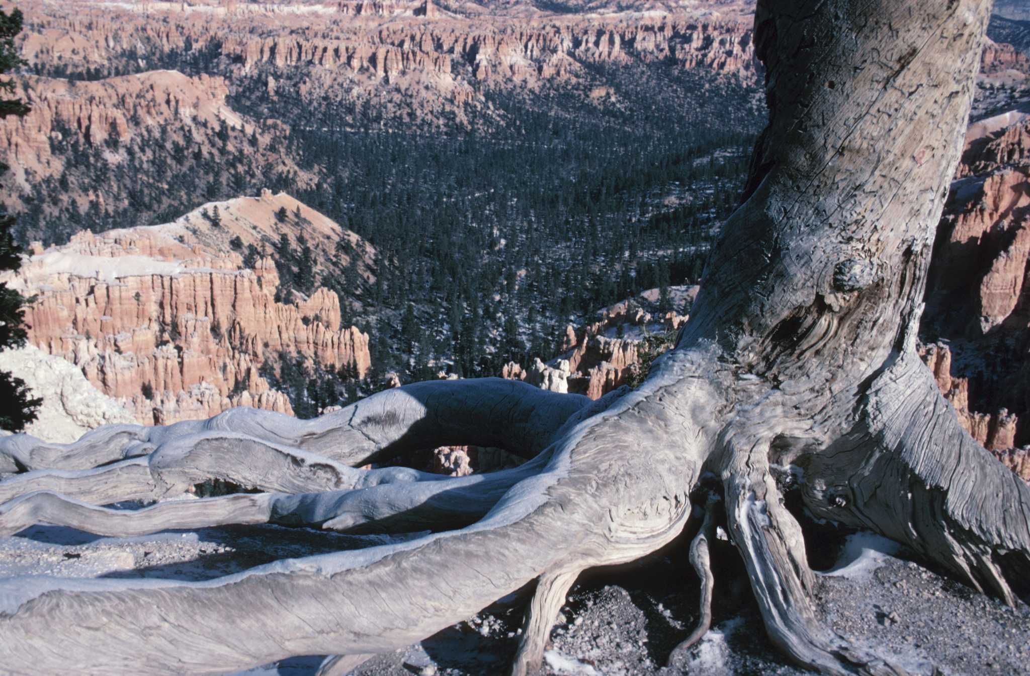 How to Dig Through Tree Roots