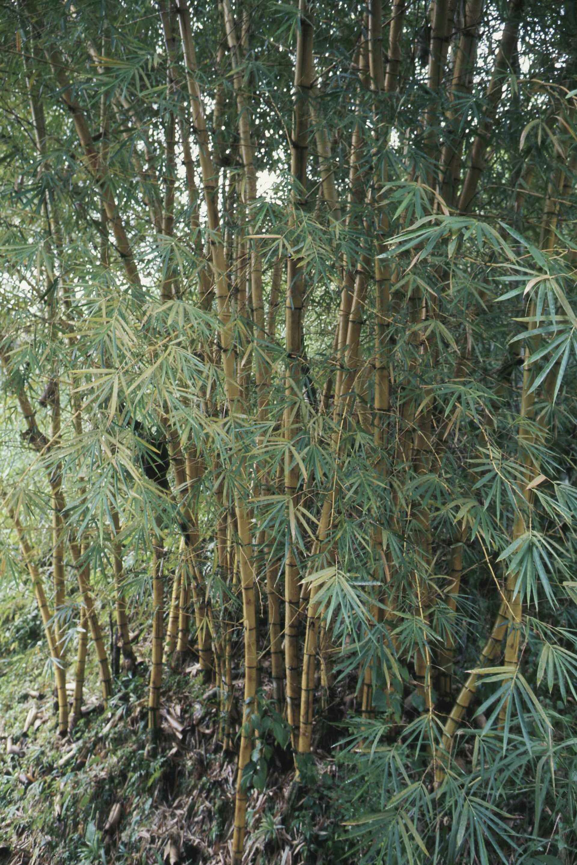 How to Dig a Trench for Bamboo