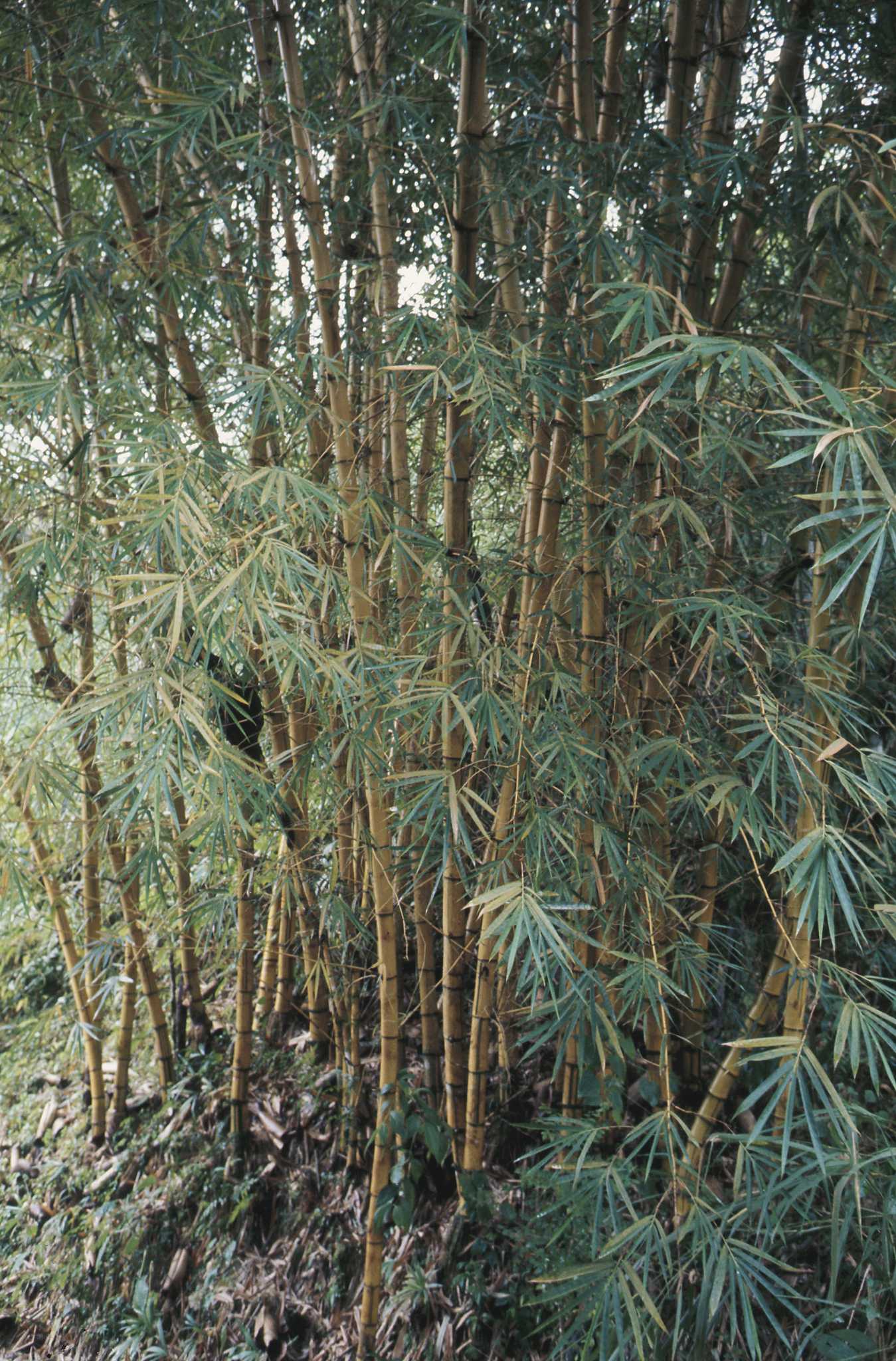 How to Dig a Trench for Bamboo