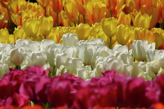 How Do Tulips Reproduce With Seeds?