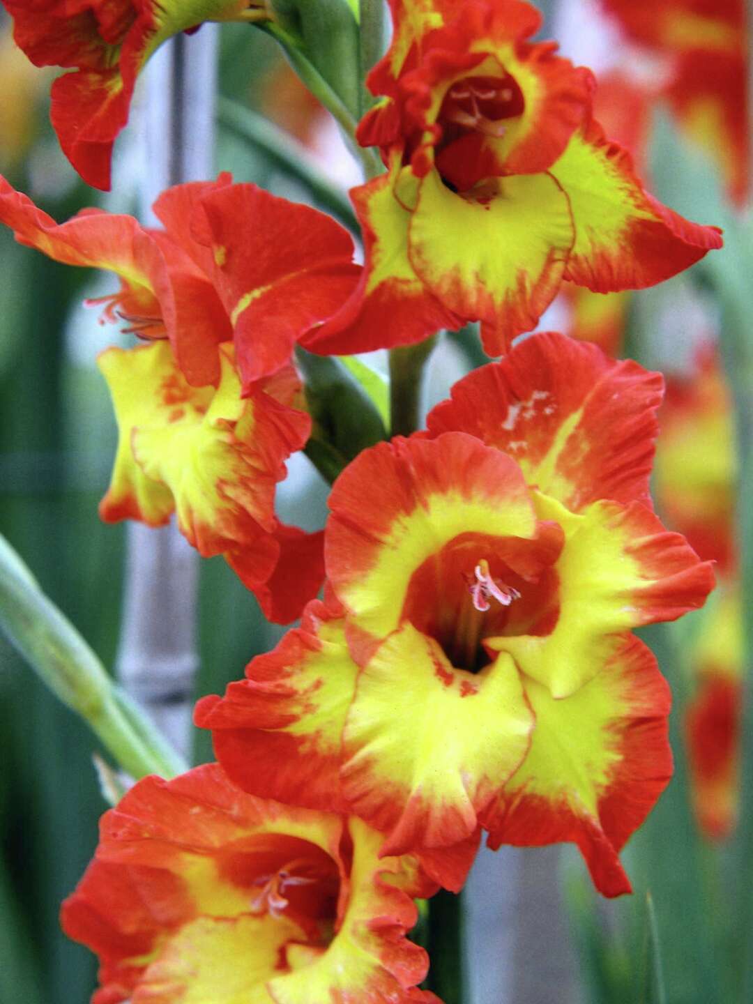 How to Care for a Gladiolus After It Blooms