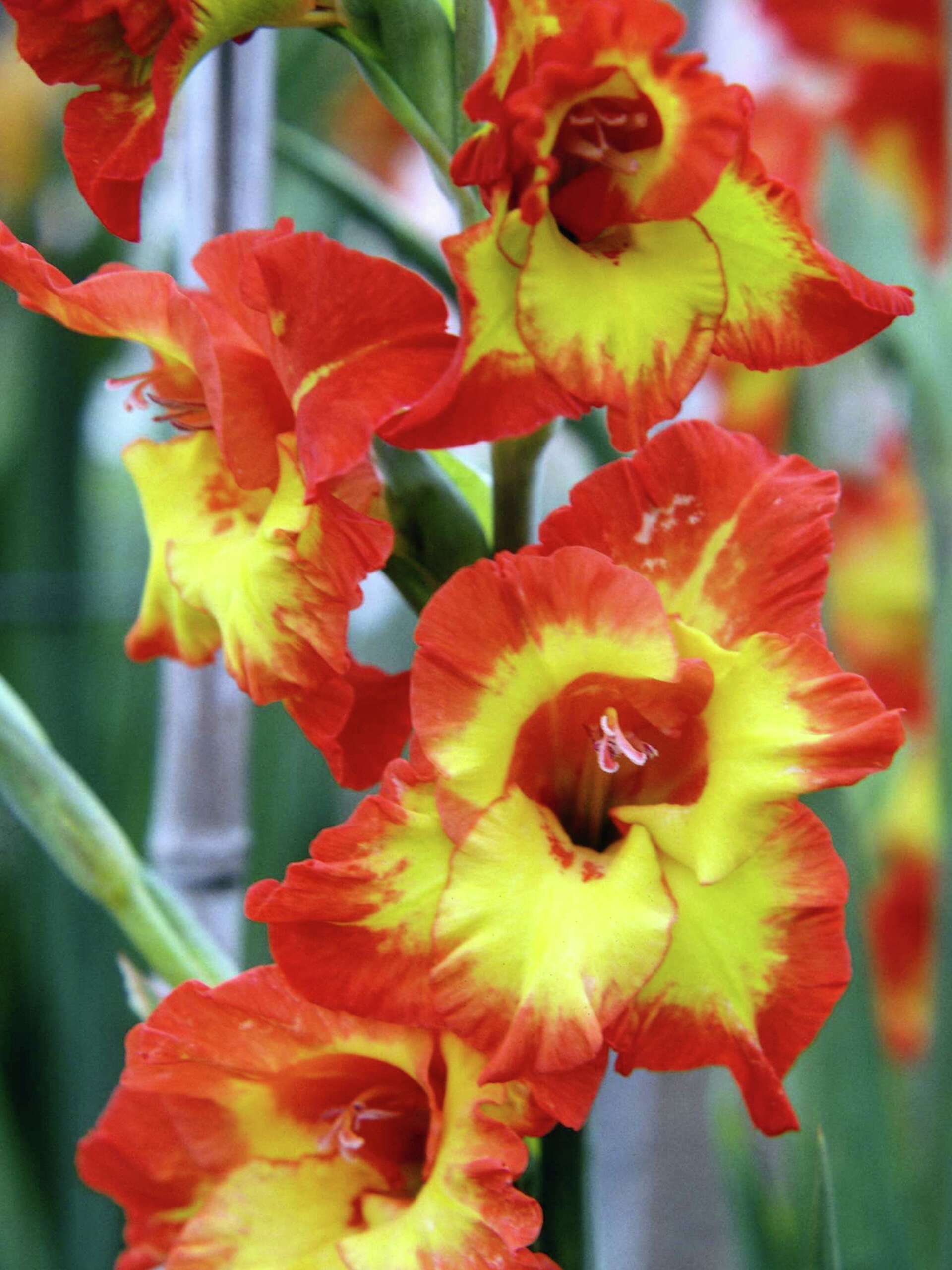 How to Care for a Gladiolus After It Blooms