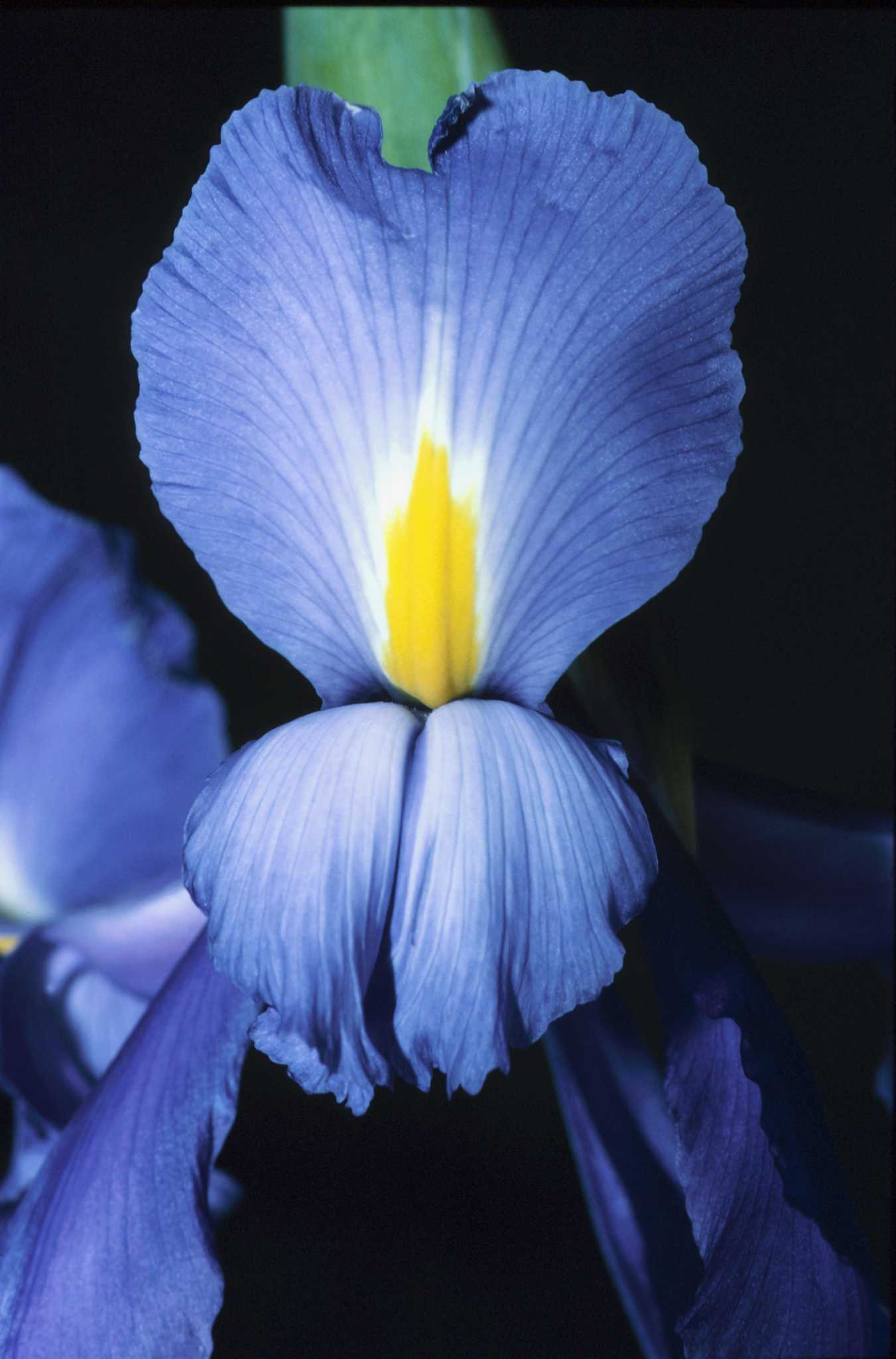 How To Get Rid Of Iris Plants