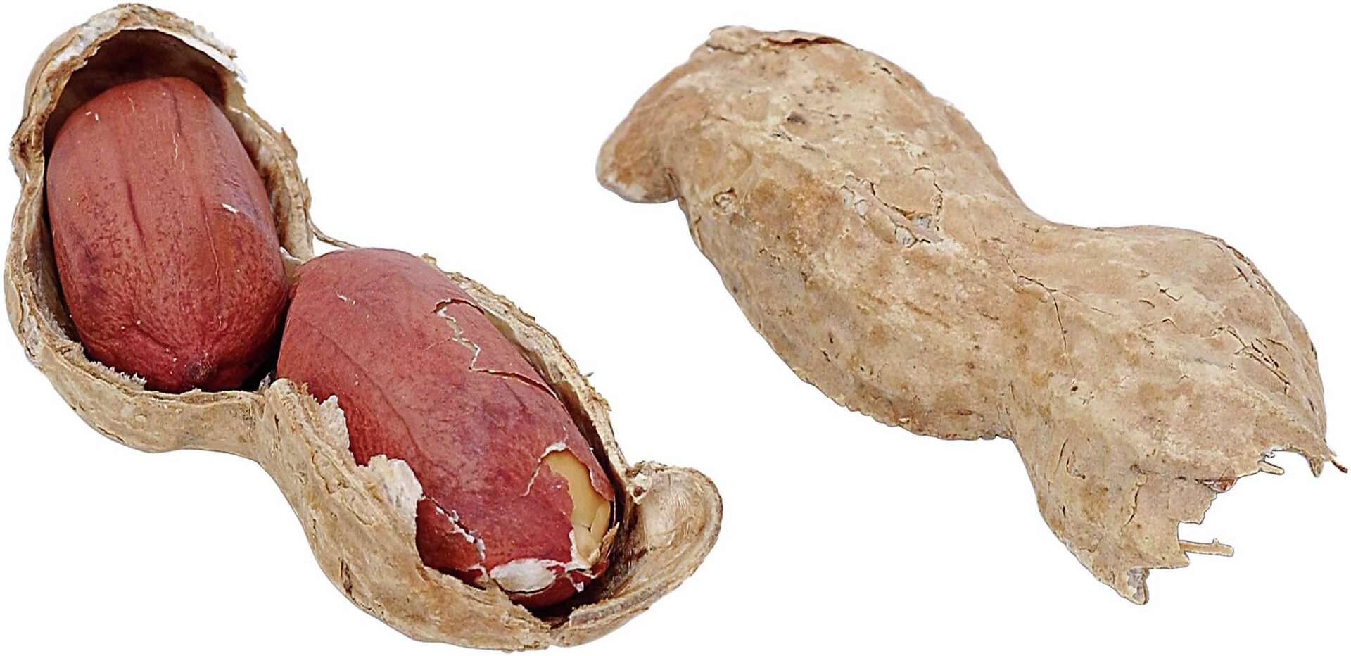 How to Dig Up Peanuts