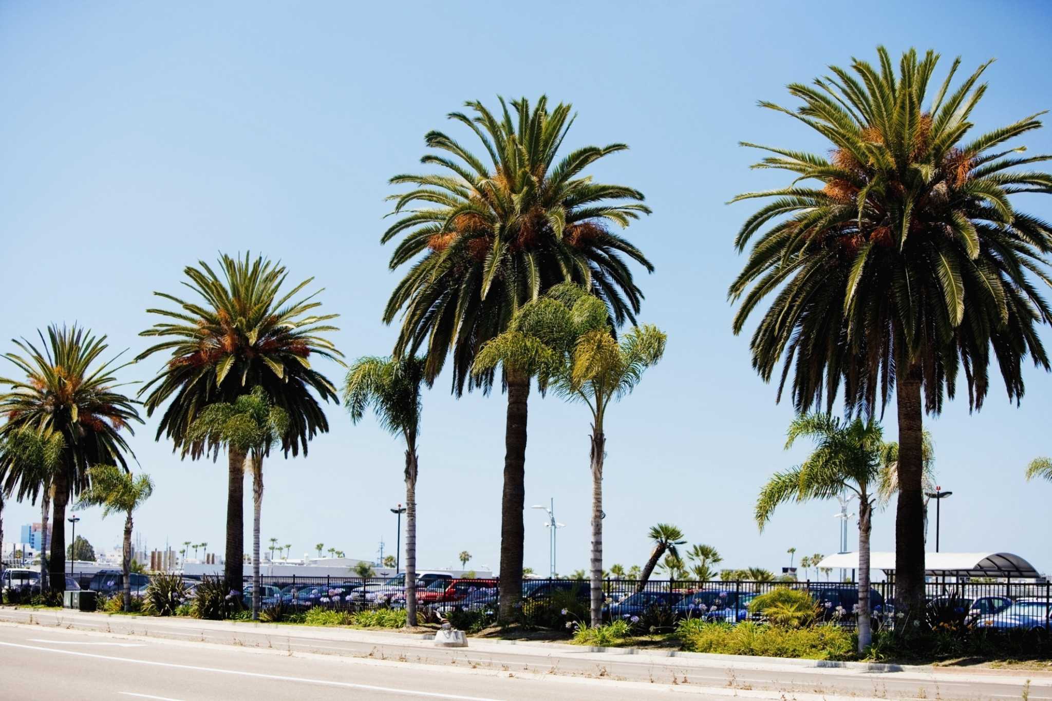 Should I Put Mulch Around My Palm Tree?