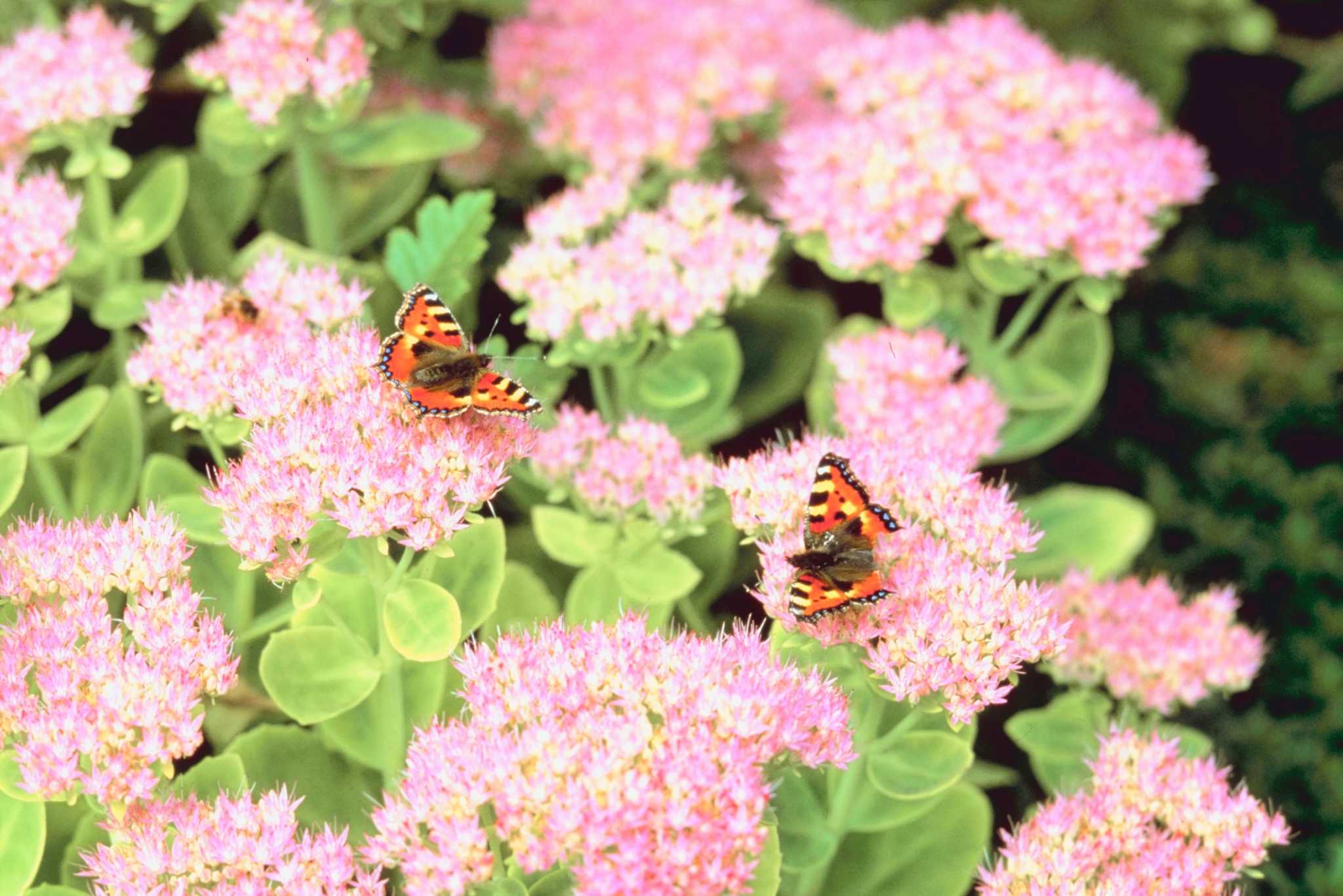 Why Do My Sedum Plants Collapse in the Middle?
