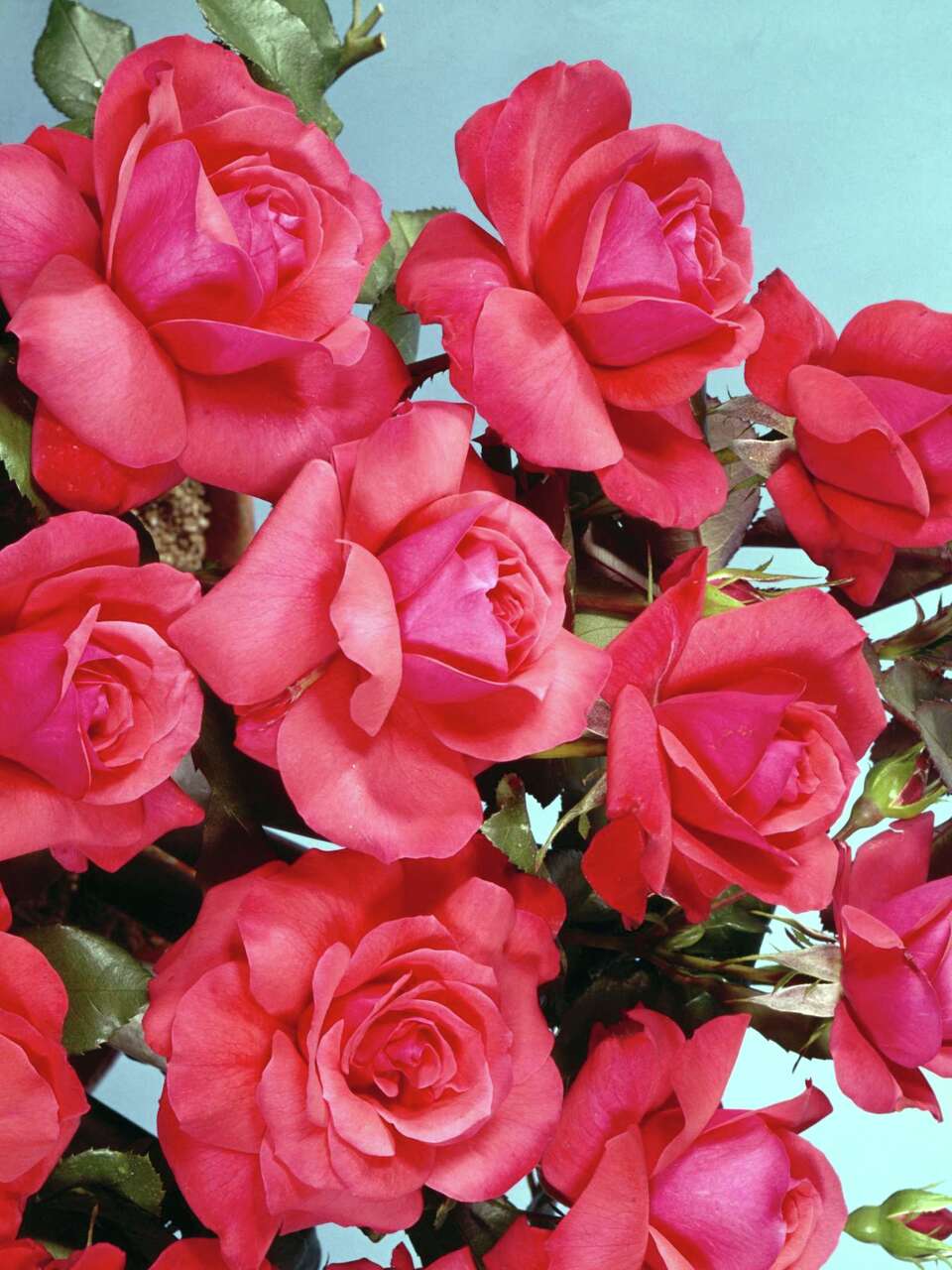 The Genus & Species of Knock Out Roses