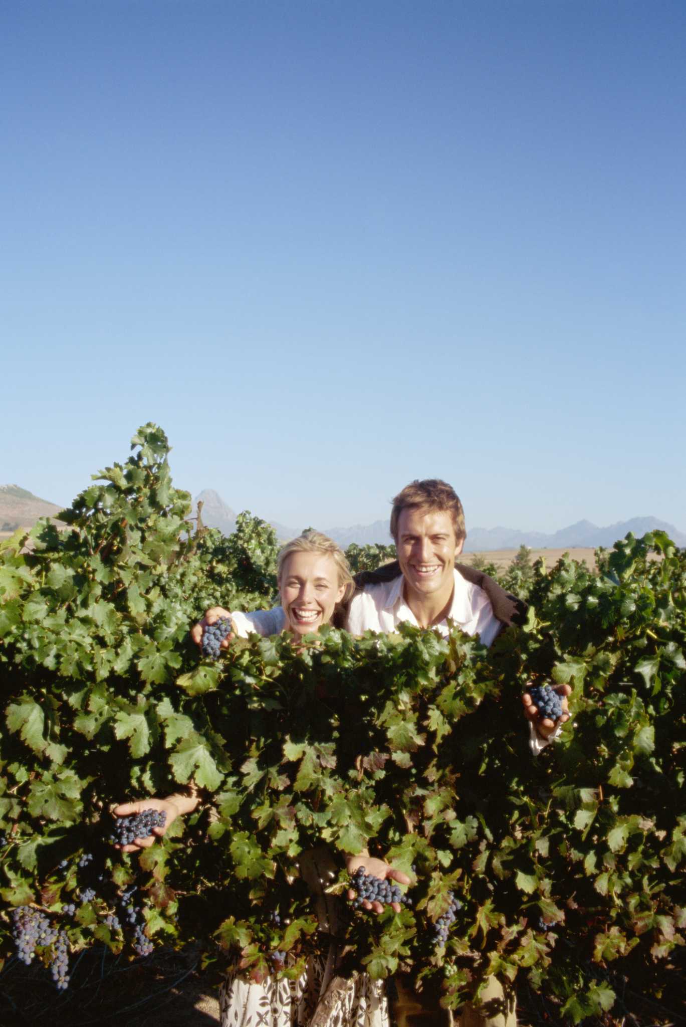 What Direction Should the Rows of Grape Vines Be Planted?