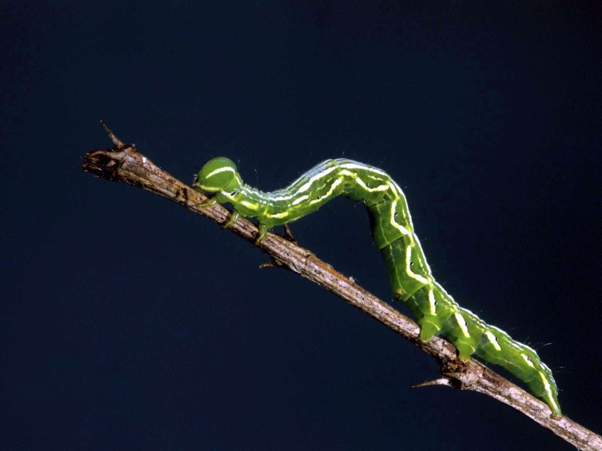 Infestation of Inchworms