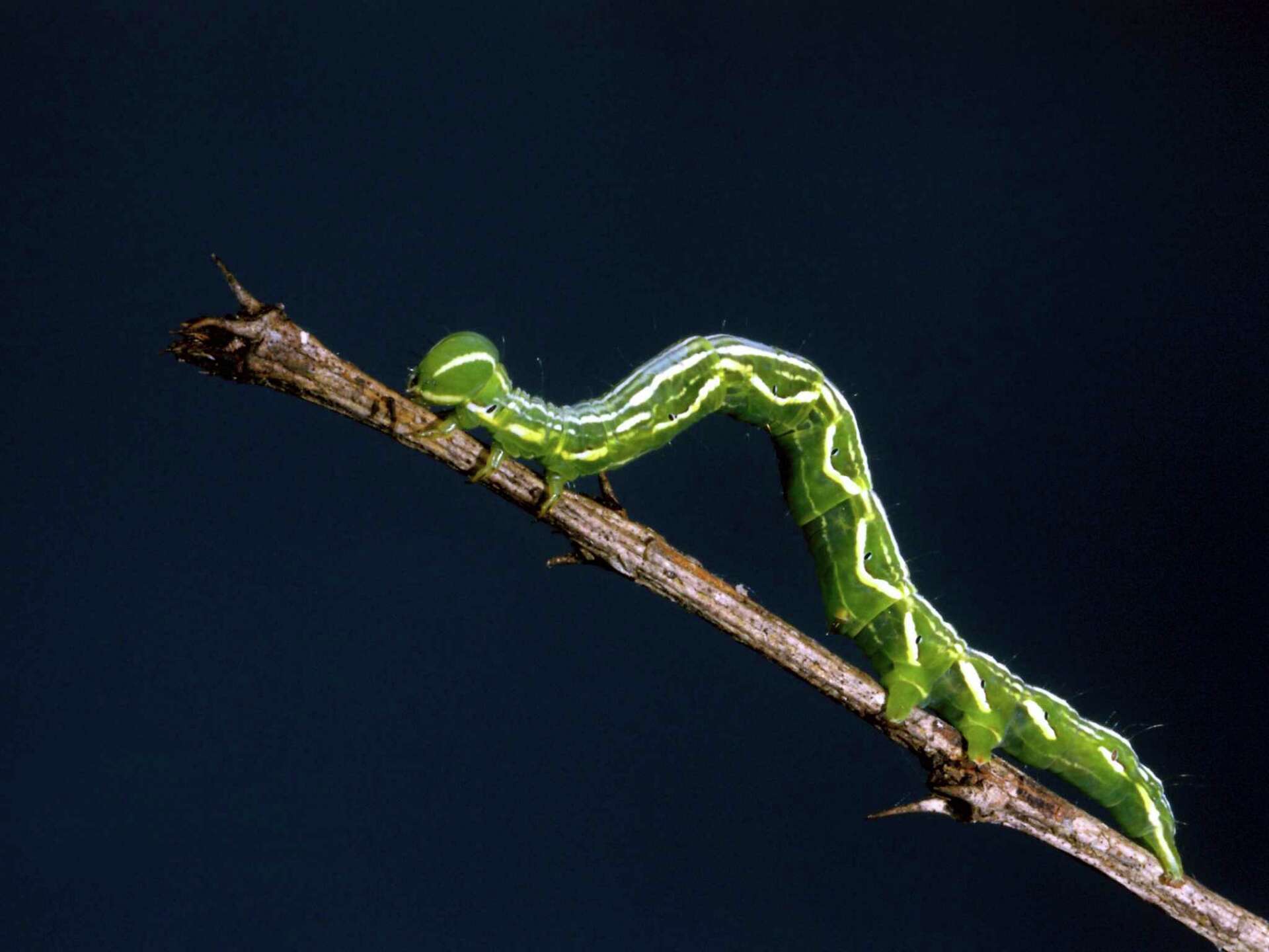 Infestation of Inchworms