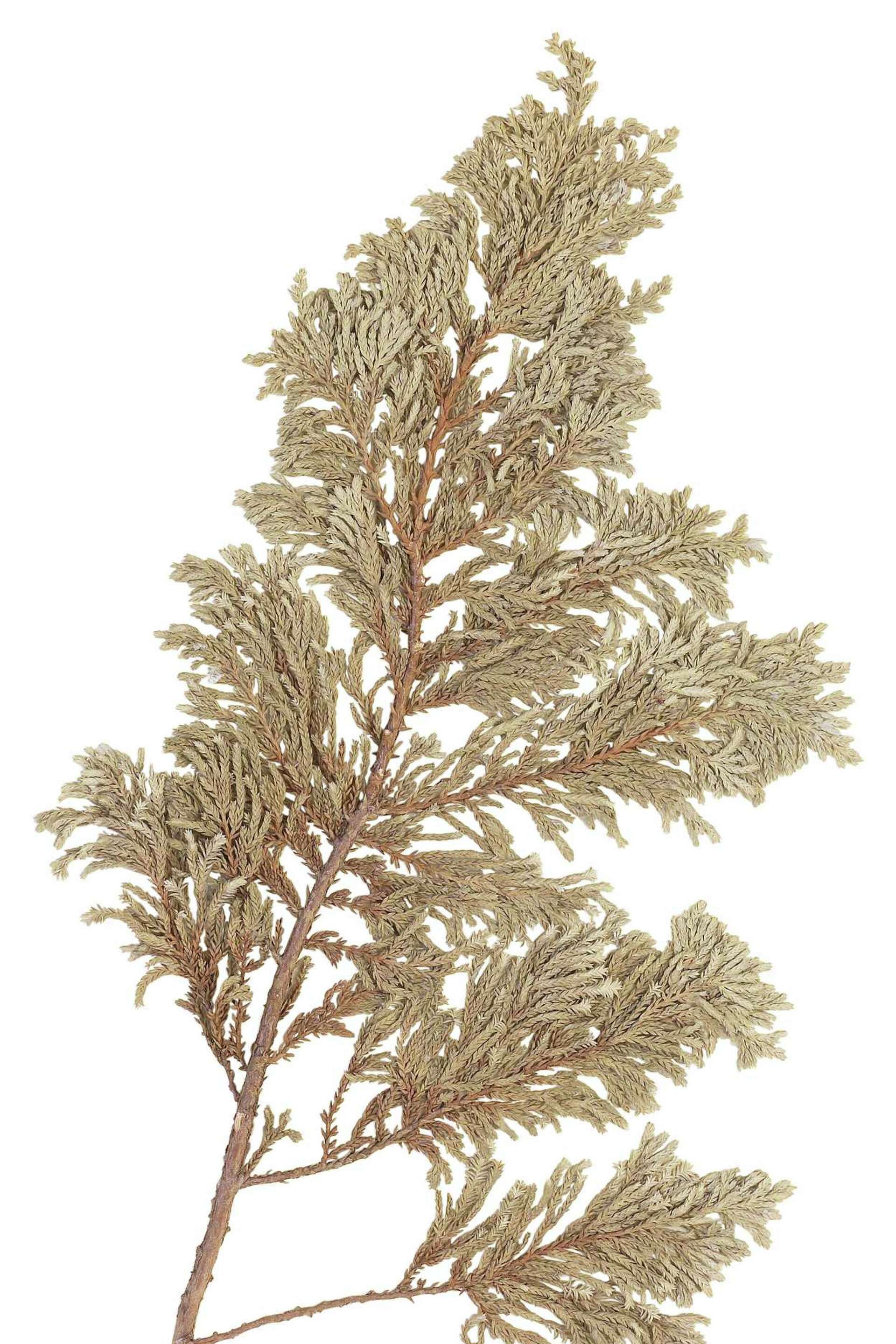 The Disease of a Cedar Tree Dying From the Top Down