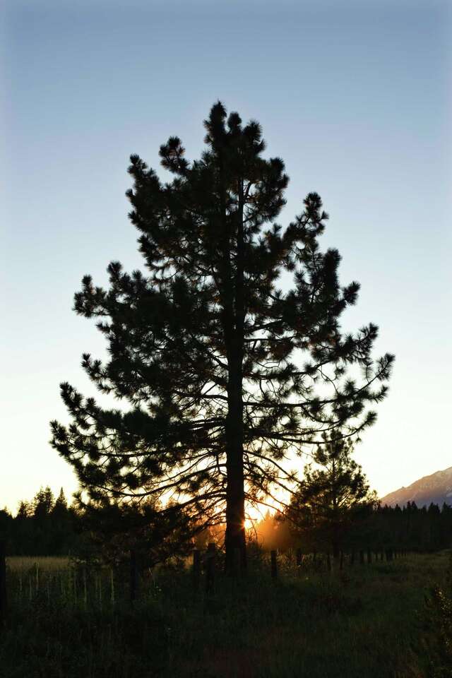 Shade Tolerant Vs. Intolerant Conifer Trees