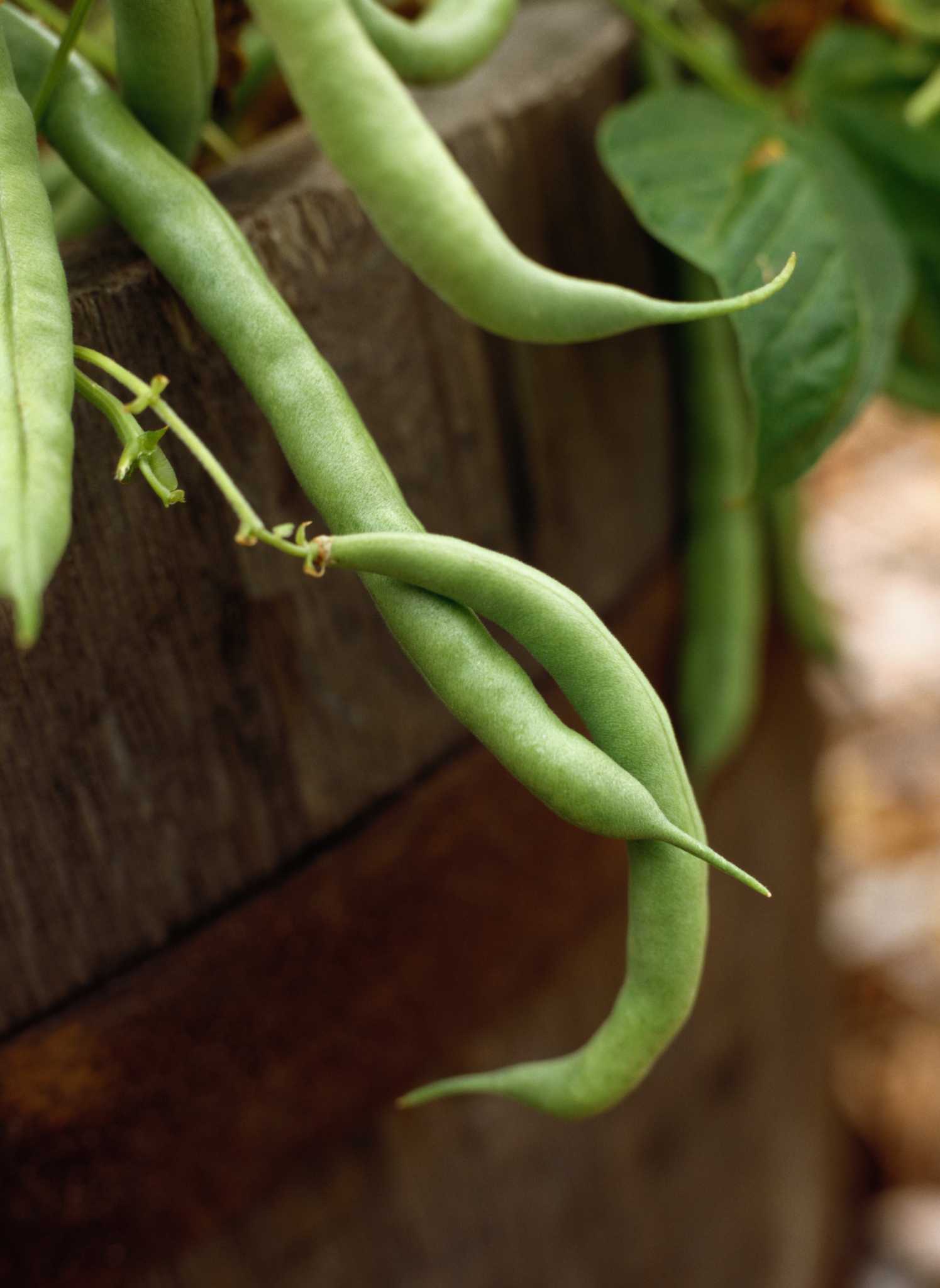 Diseases & Blights That Hit Beans in the Garden
