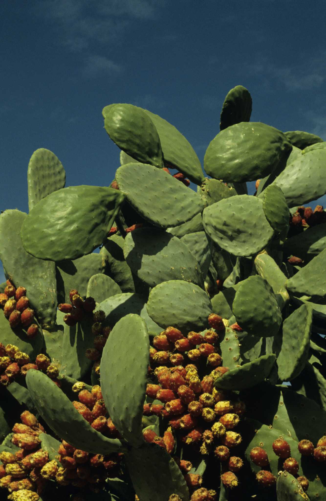 Which Vitamins Are in Edible Cactus?