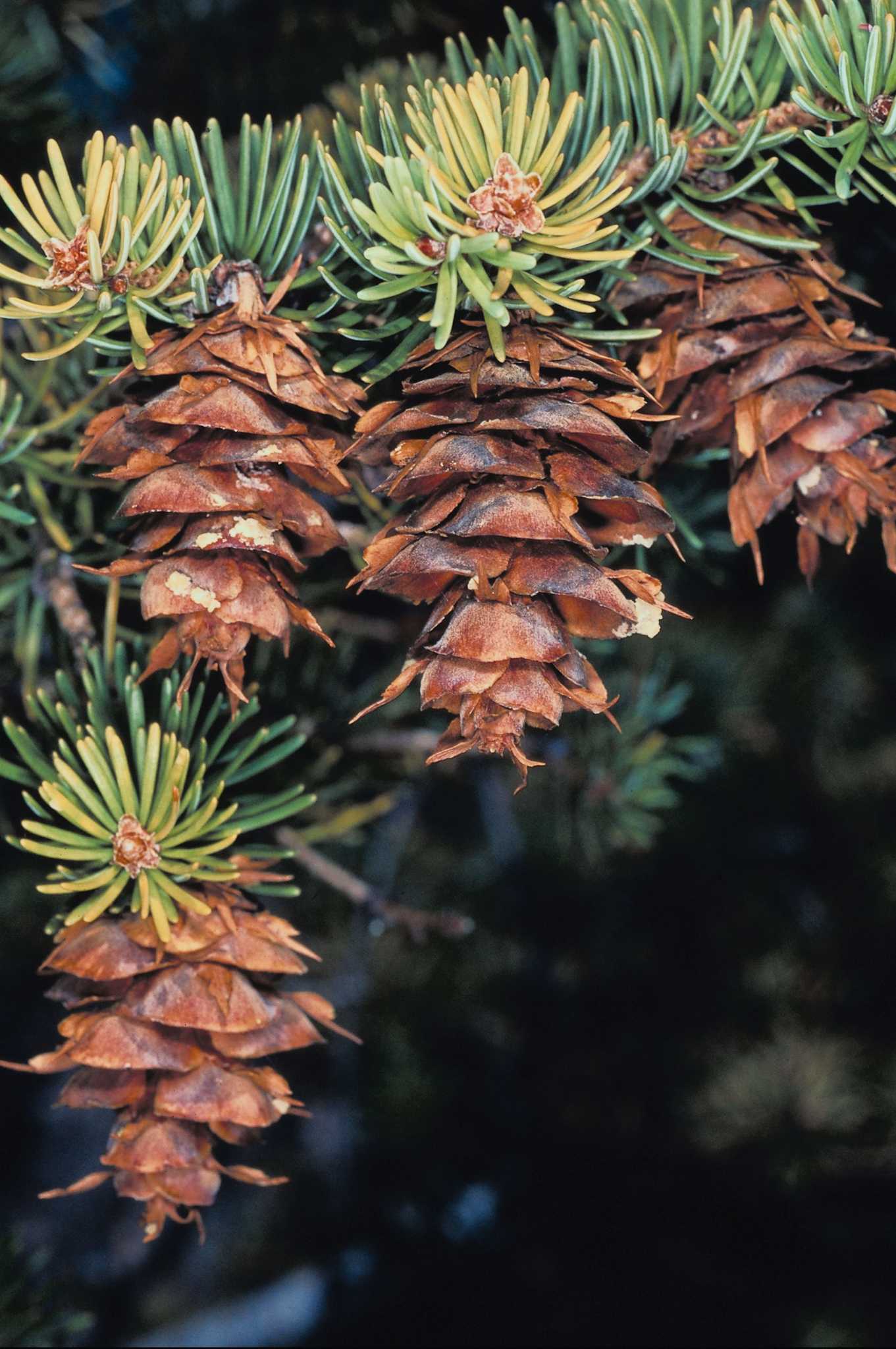 Diseases of Douglas Fir Pine Trees