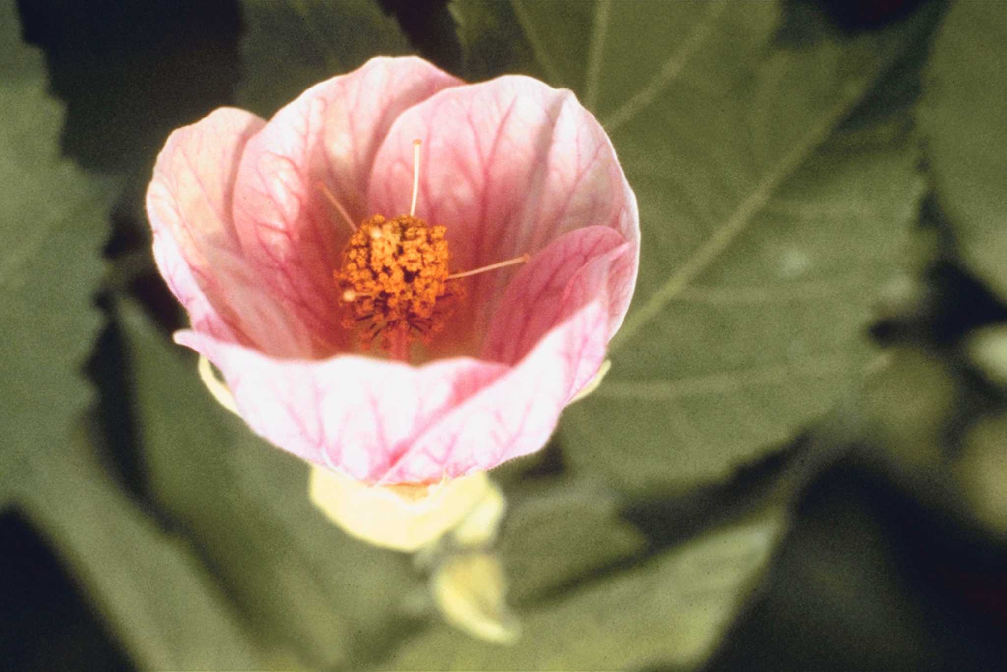 Diseases of Flowering Maple Trees