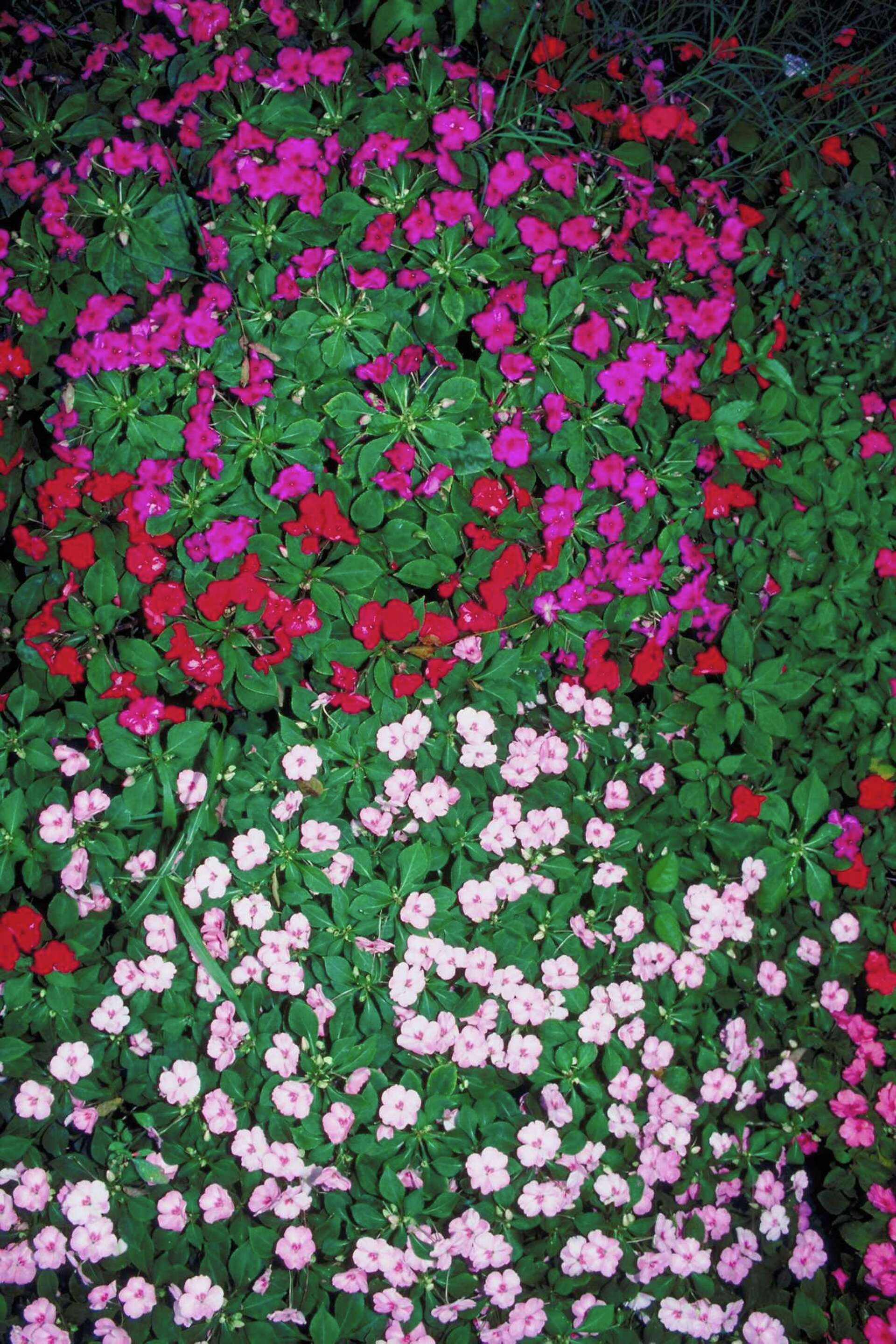 Types of Impatiens