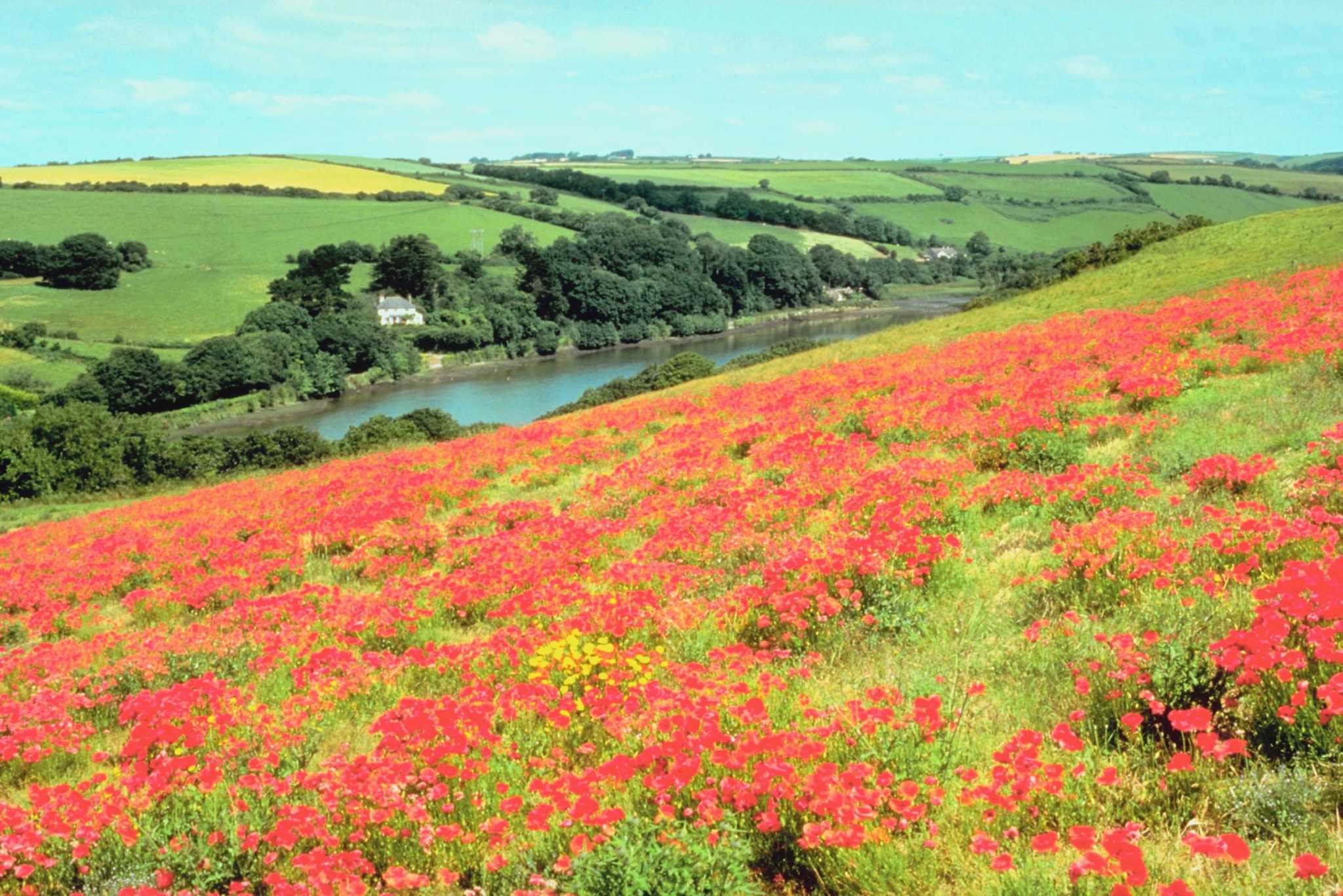 Diseases of the Poppy Plant