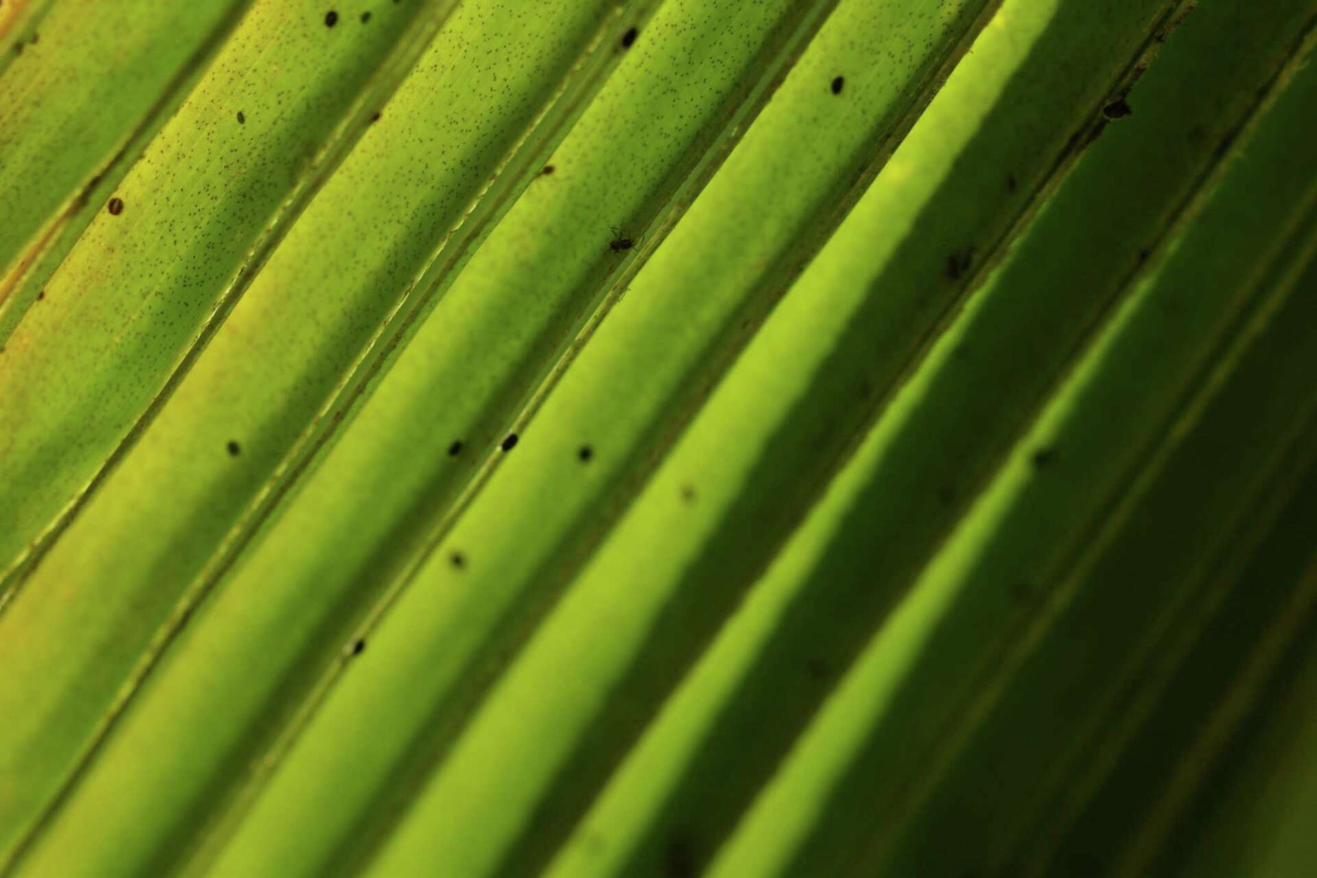 Diseases of the Pygmy Date Palm
