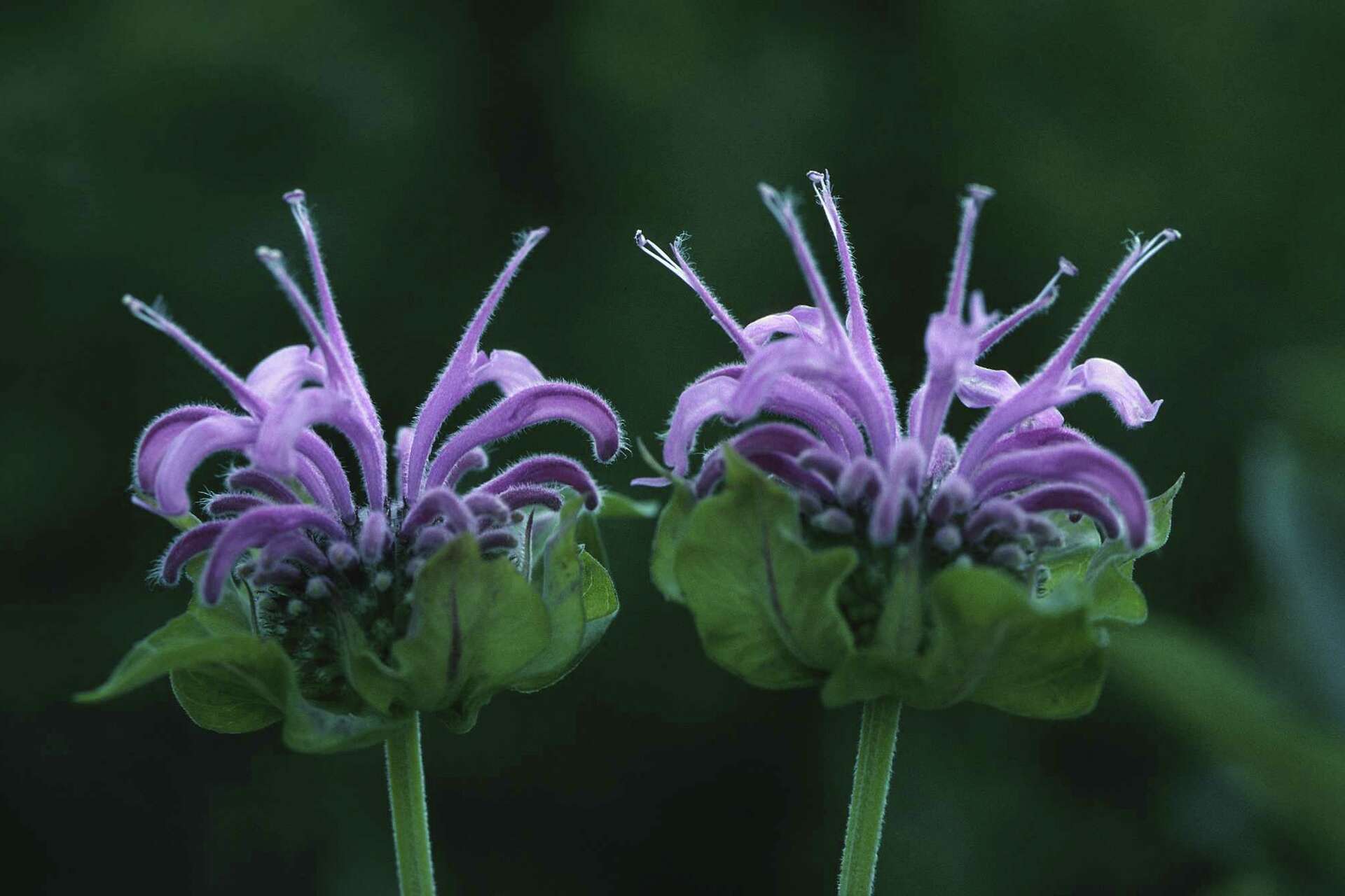 How to Grow Bee Balm in Containers