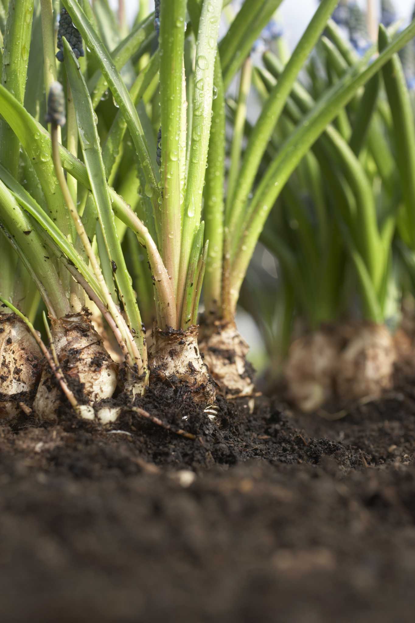 How To Divide Bulbs
