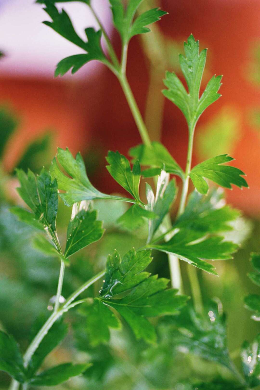 How to Grow Italian Parsley From Seed