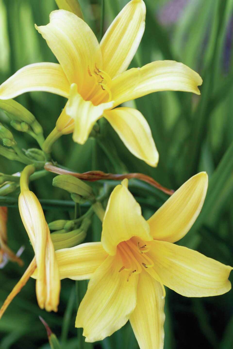 Planting Instructions for Daylilies