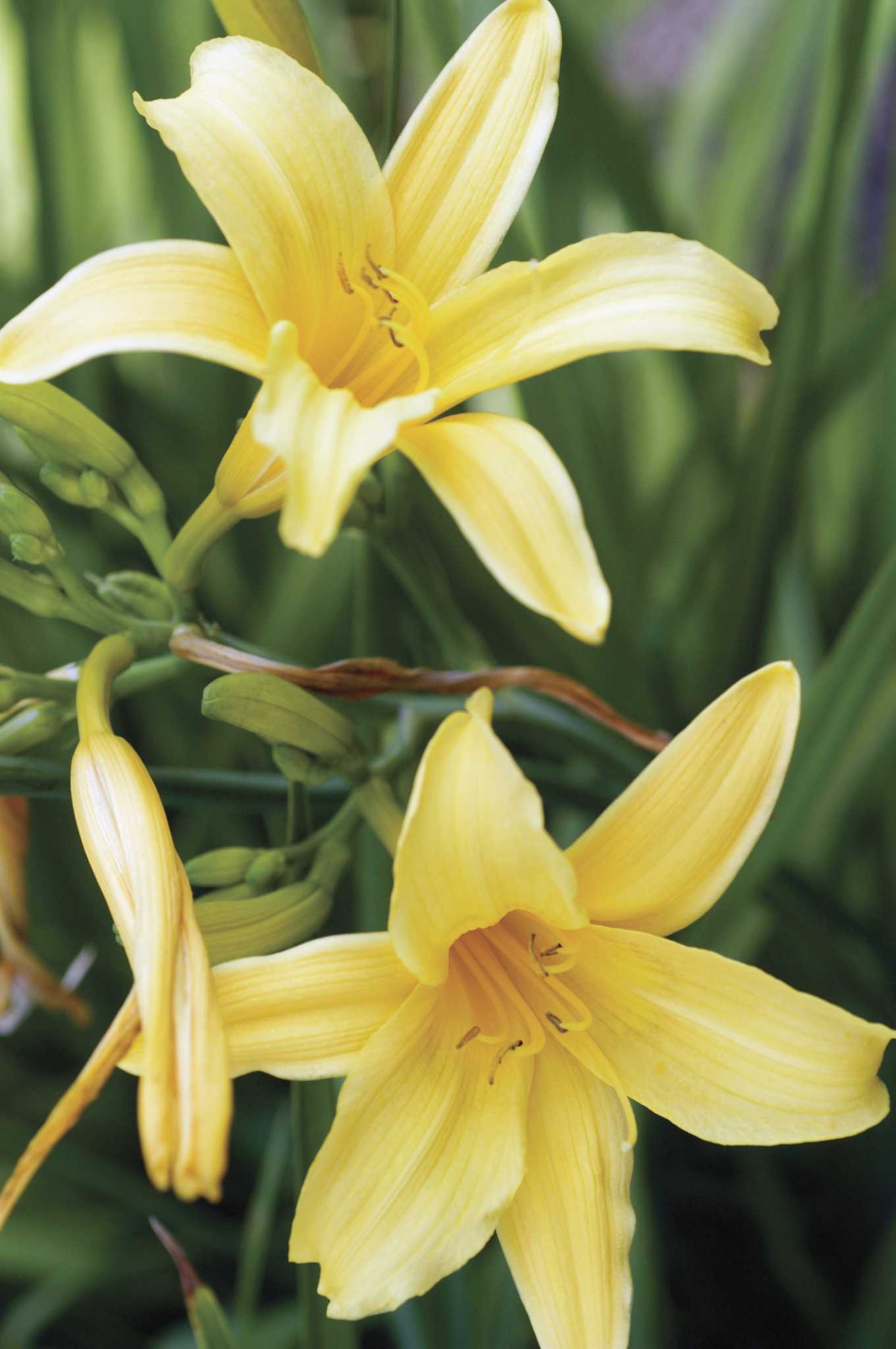 Planting Instructions for Daylilies