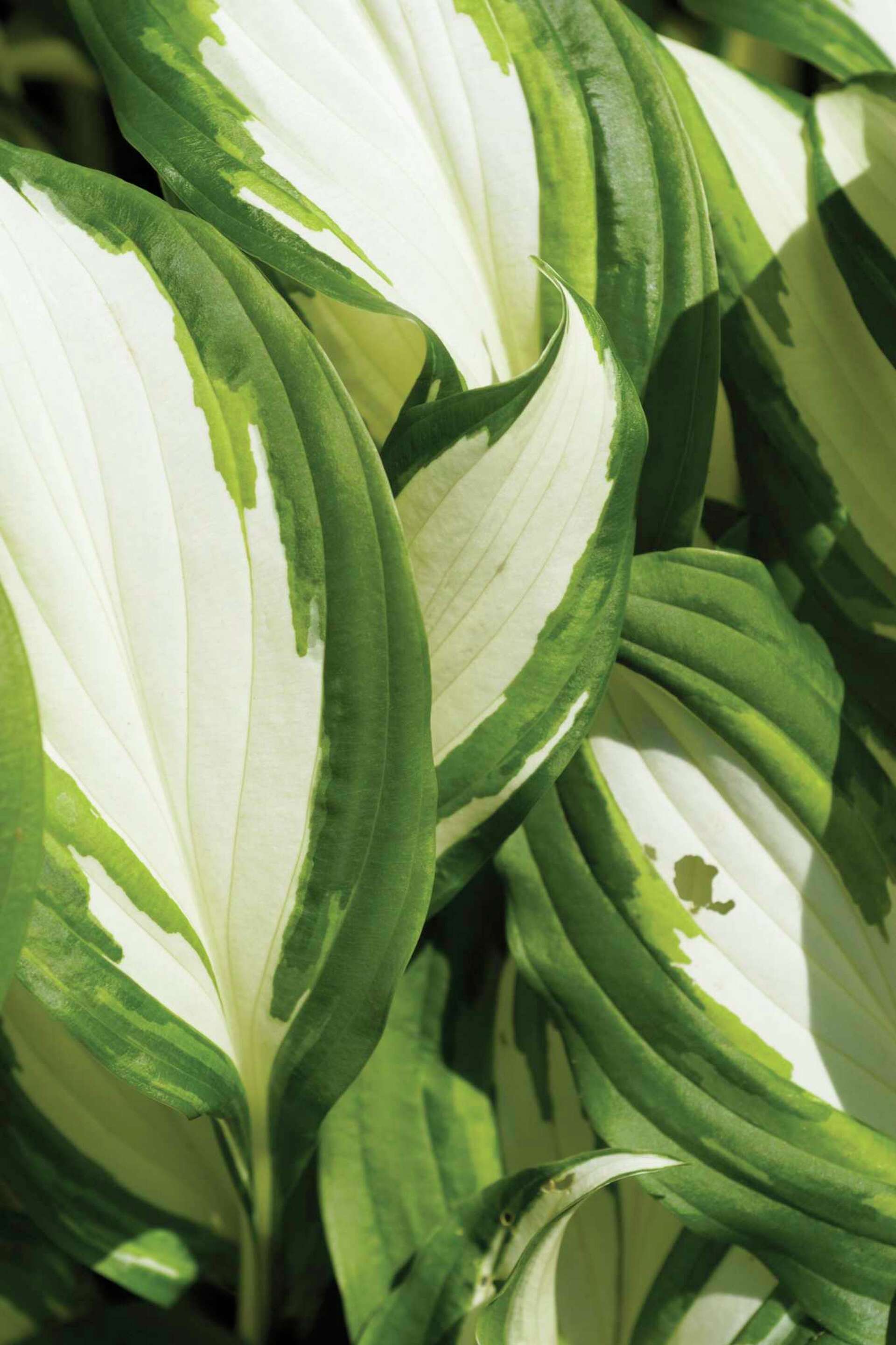 Ground Cover That Will Not Kill Trees