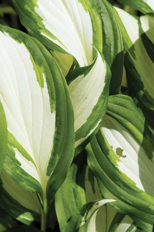 Sun-Loving Hosta Plants