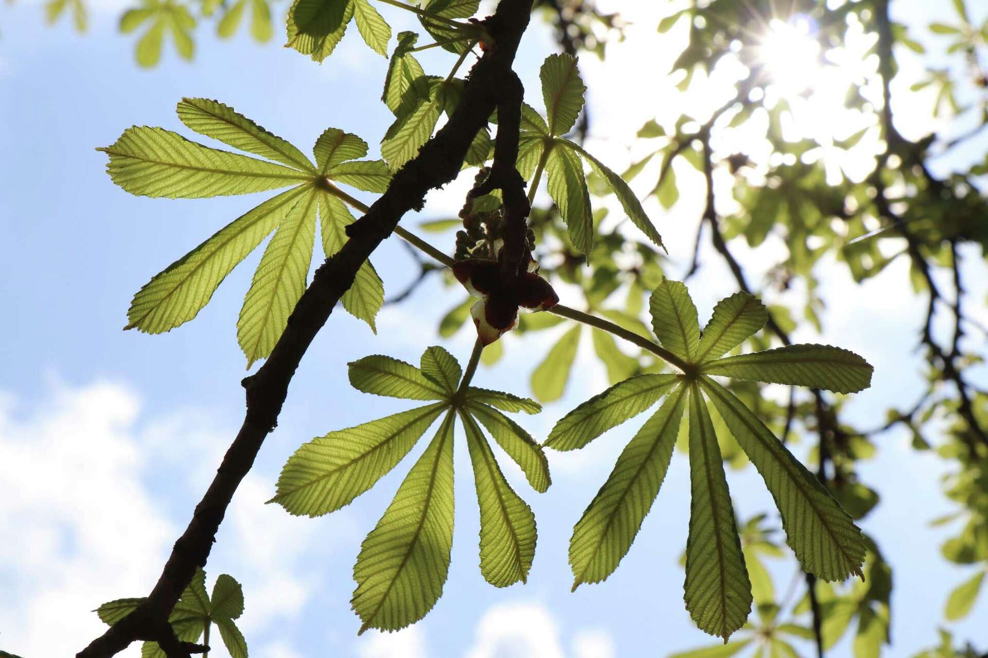 About the Dangers of Buckeye Trees