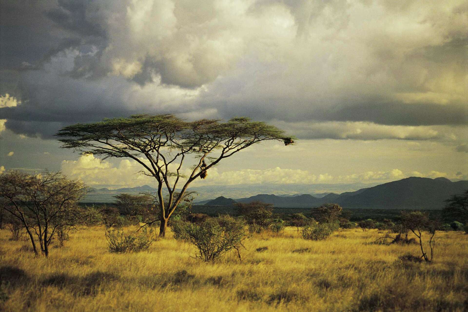How to Kill the Stump of an Acacia Tree