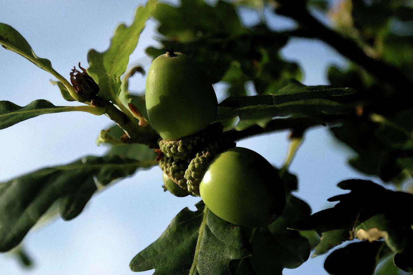 Will Acorns Left on the Ground Rot & Put Nutrients Into the Soil?