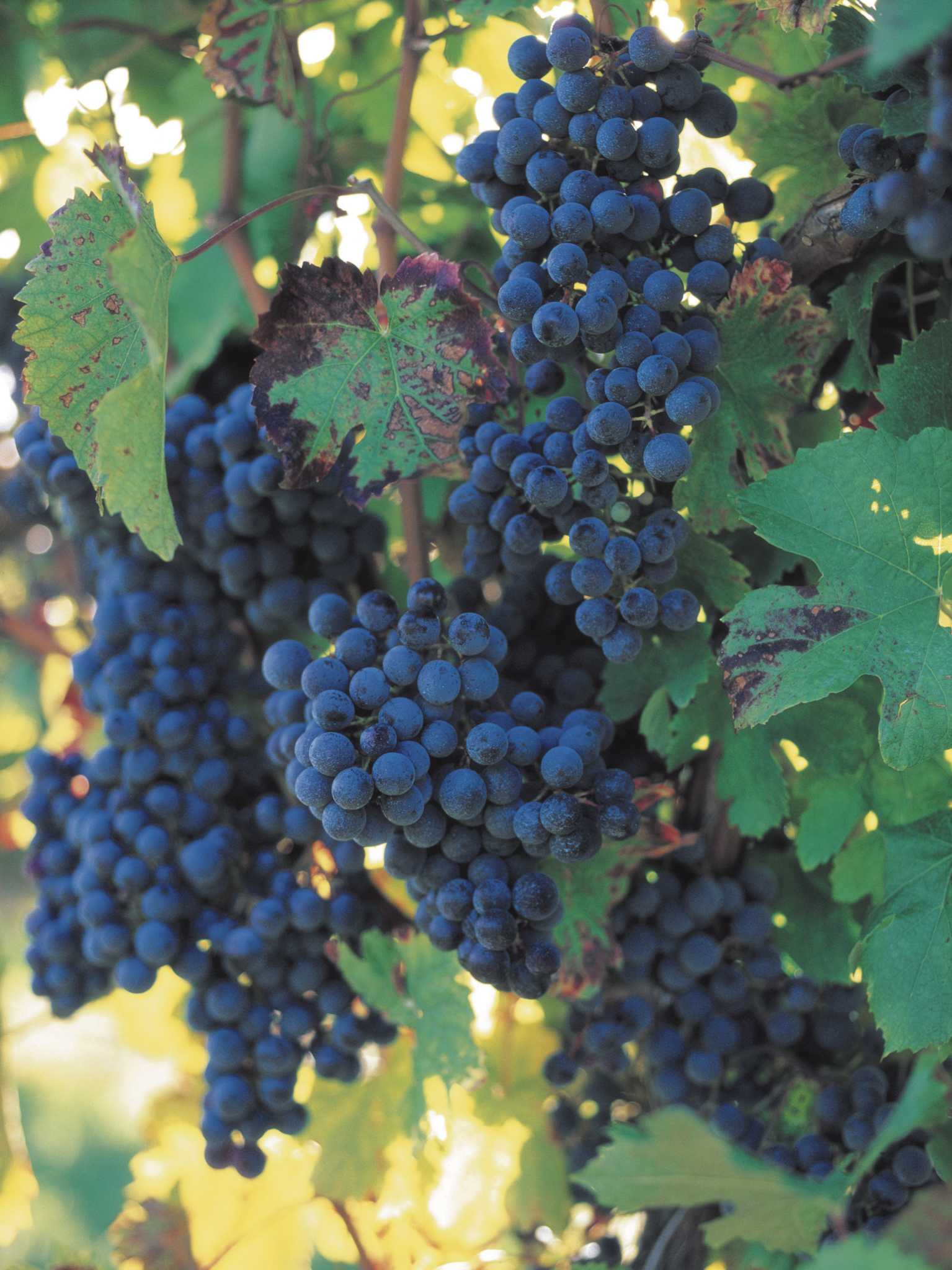 How to Build an Arbor Trellis for Muscadine Vines