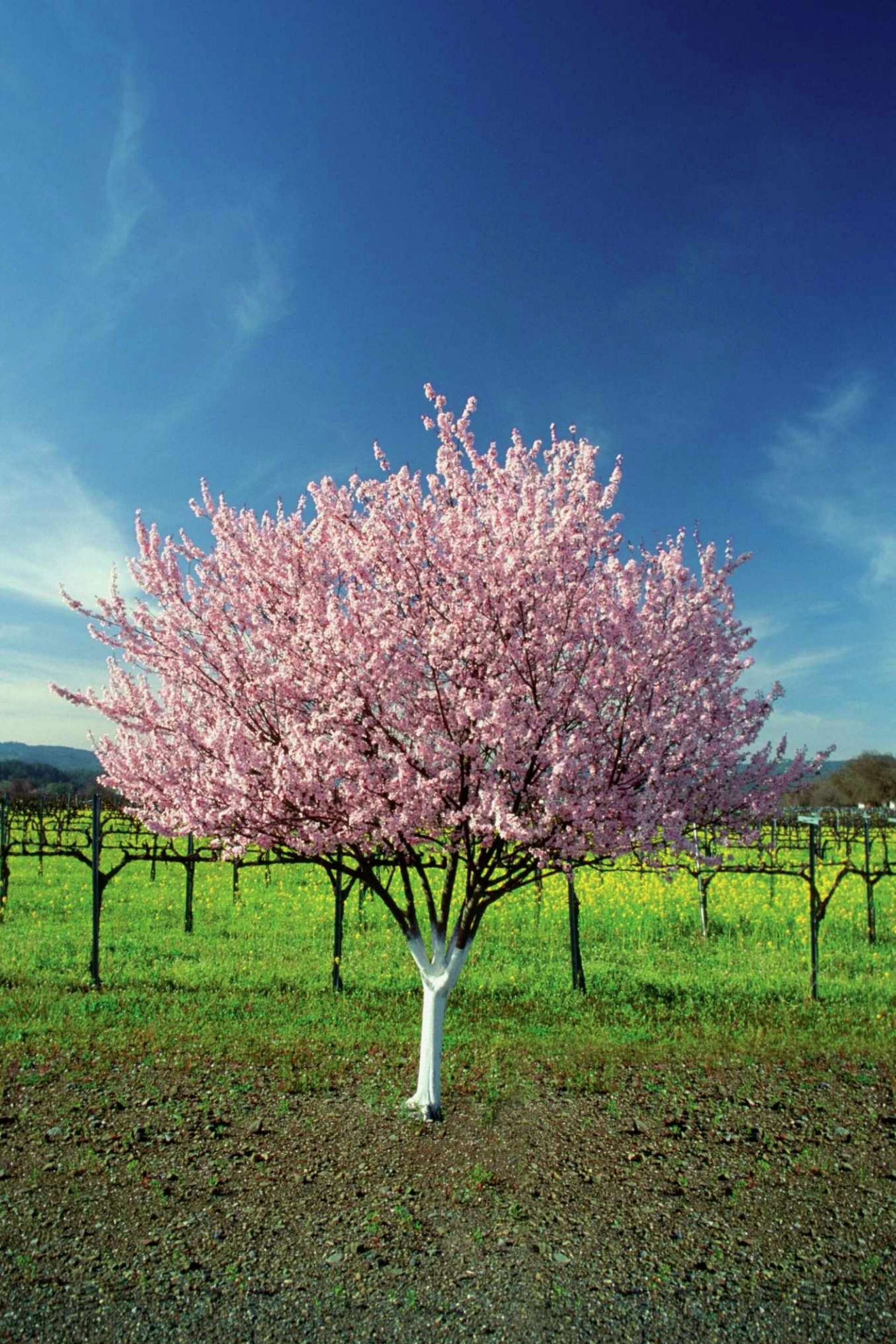 How to Add Calcium to Soil Around an Apple Tree