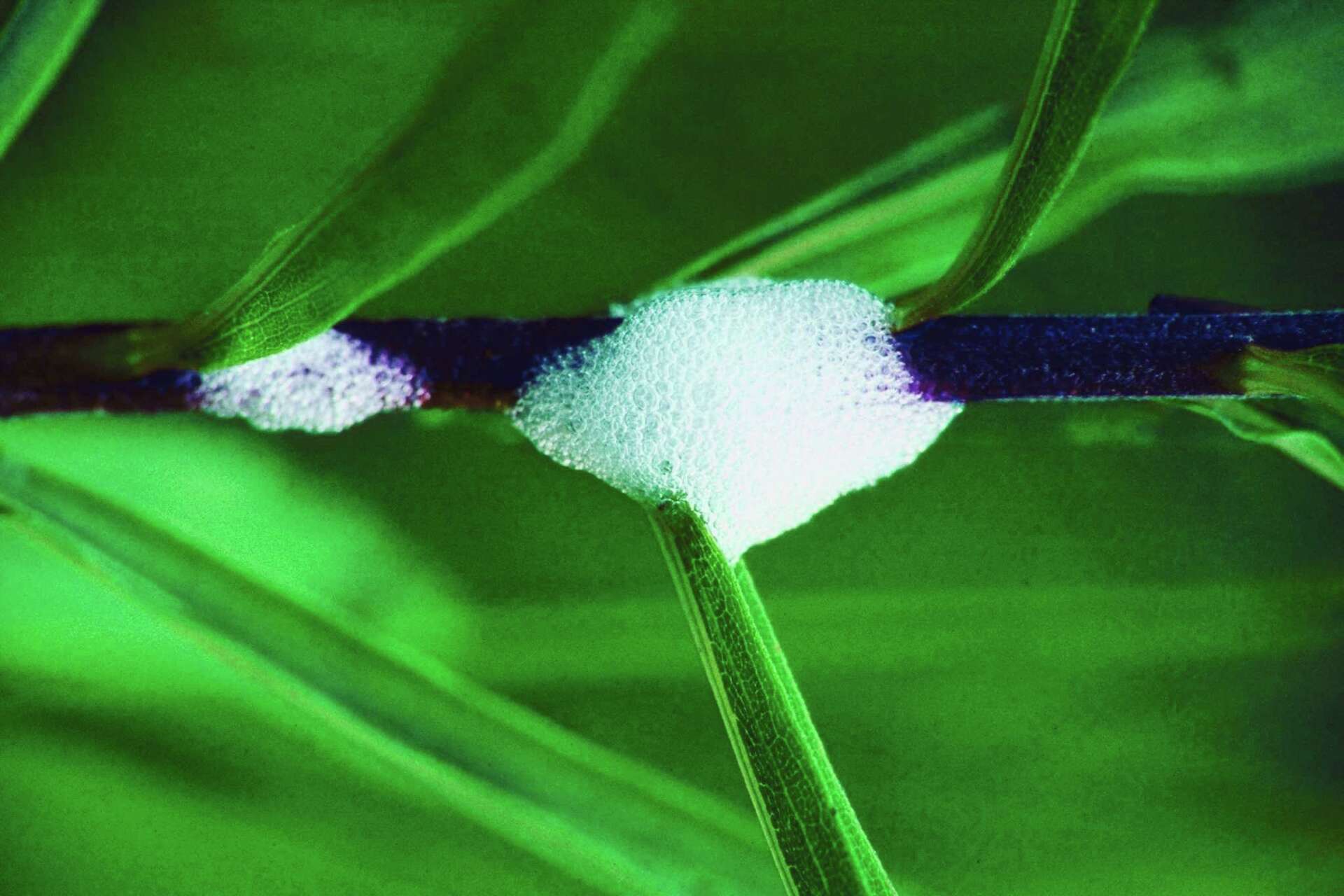 White Stuff on Pine Trees
