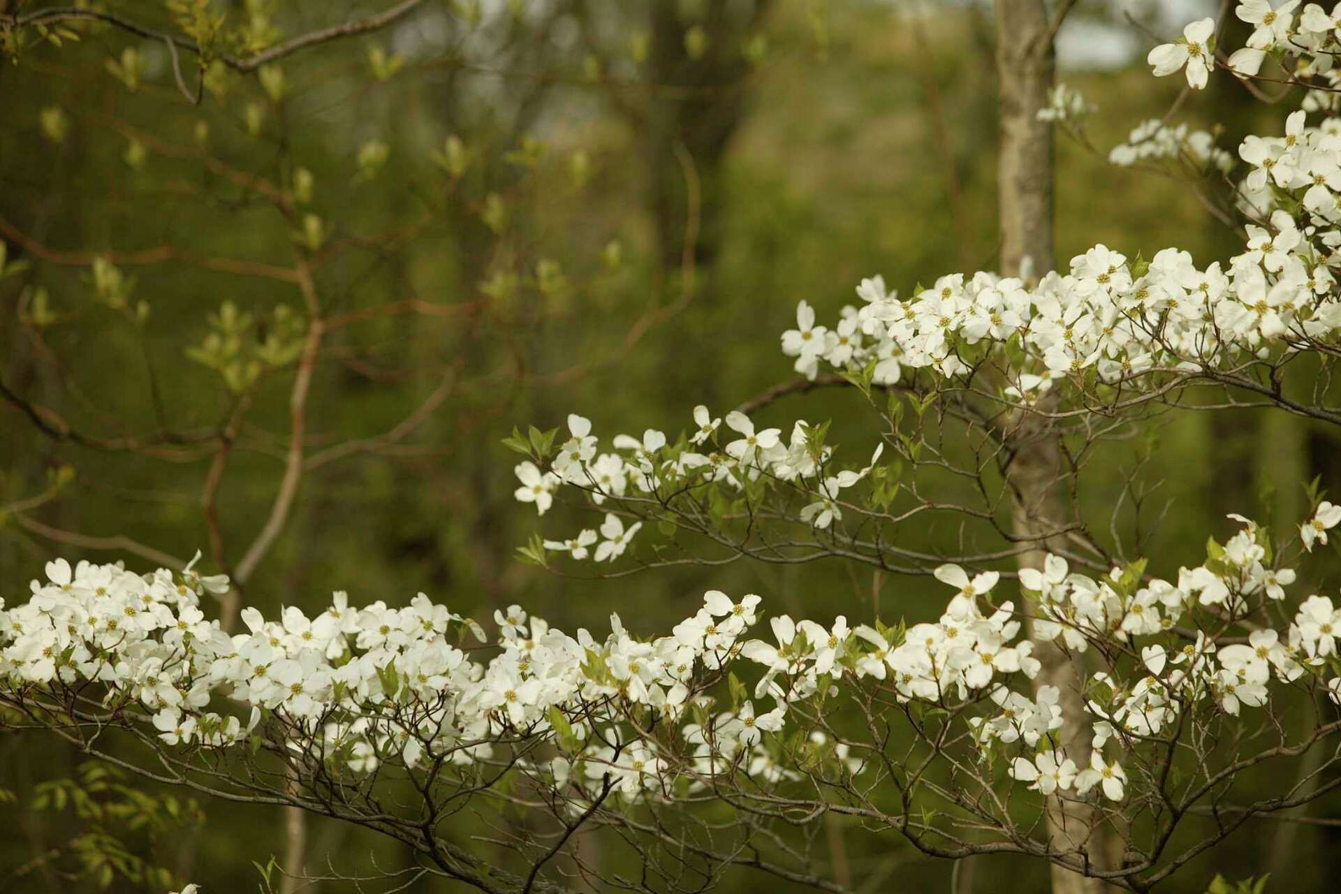 Dogwood Tree Bark Disease