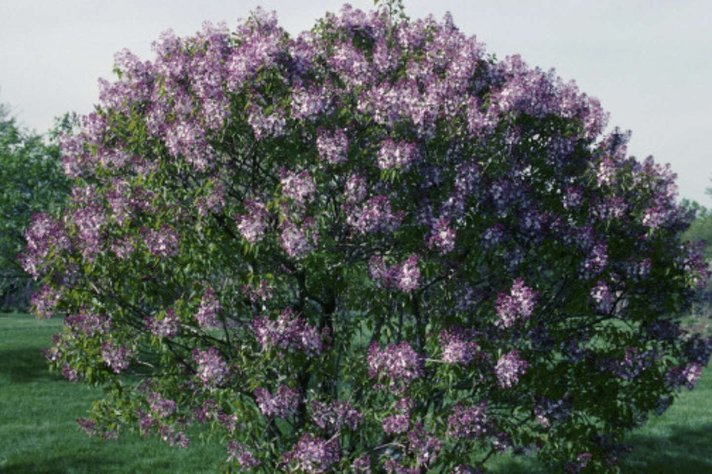 Do Lilac Trees Need to Be Protected From Frost?
