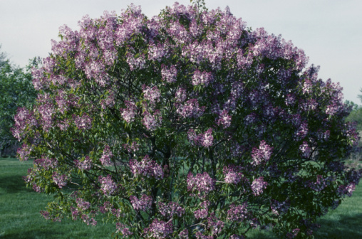 Do Lilac Trees Need to Be Protected From Frost?