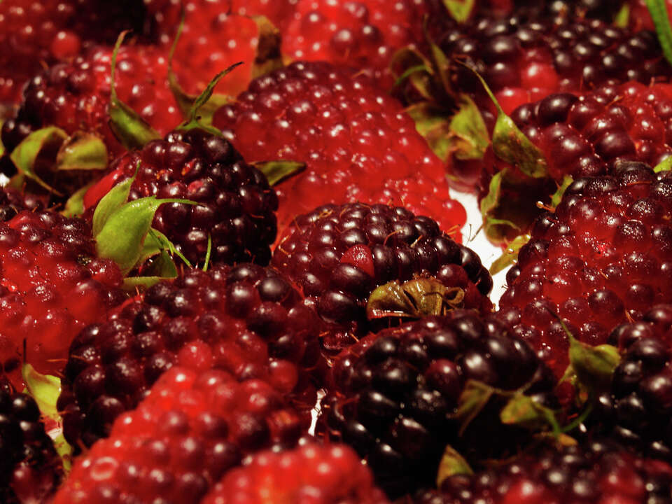 Why Don't My Blackberries Ripen