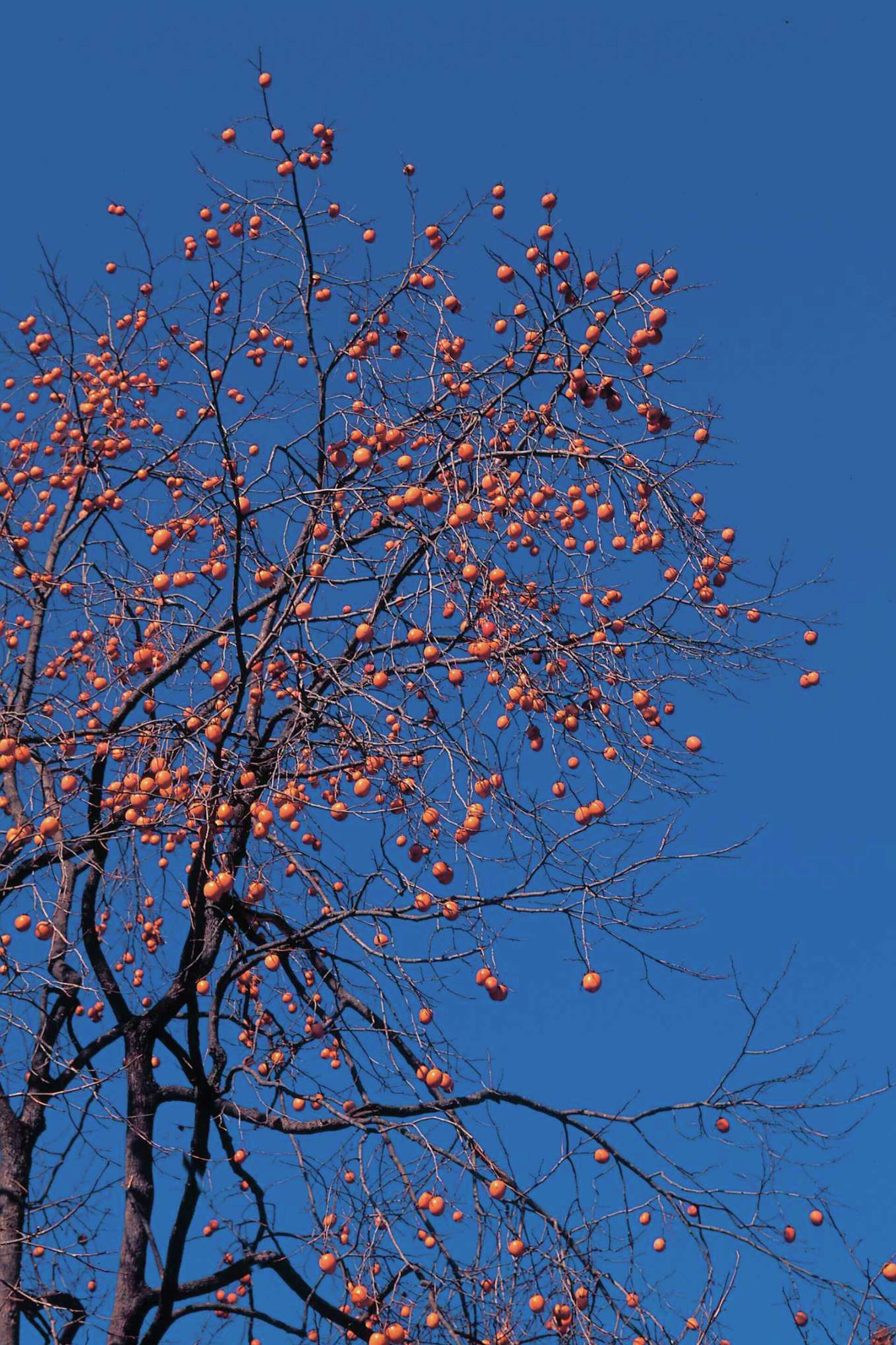 Dormant Spray for Persimmons