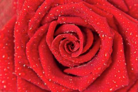 Double Knock Out Roses With White Spots & Holes on Leaves