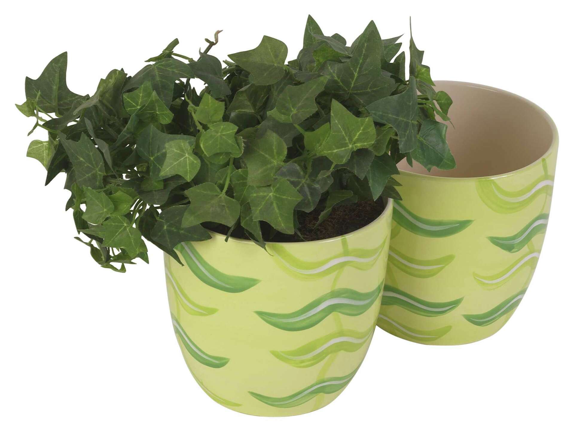 Potted Ivy Plants