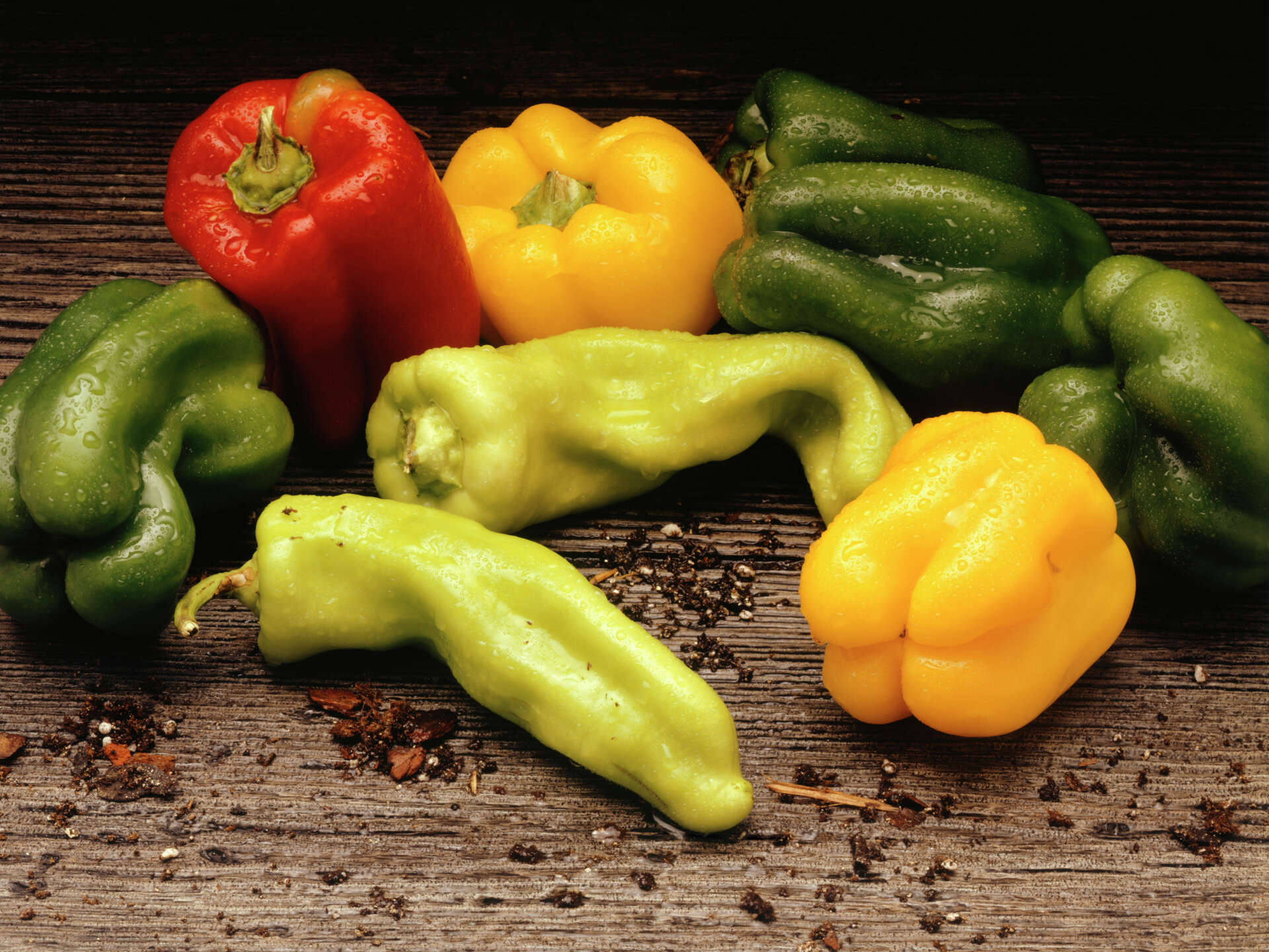 Drooping Pepper Plants
