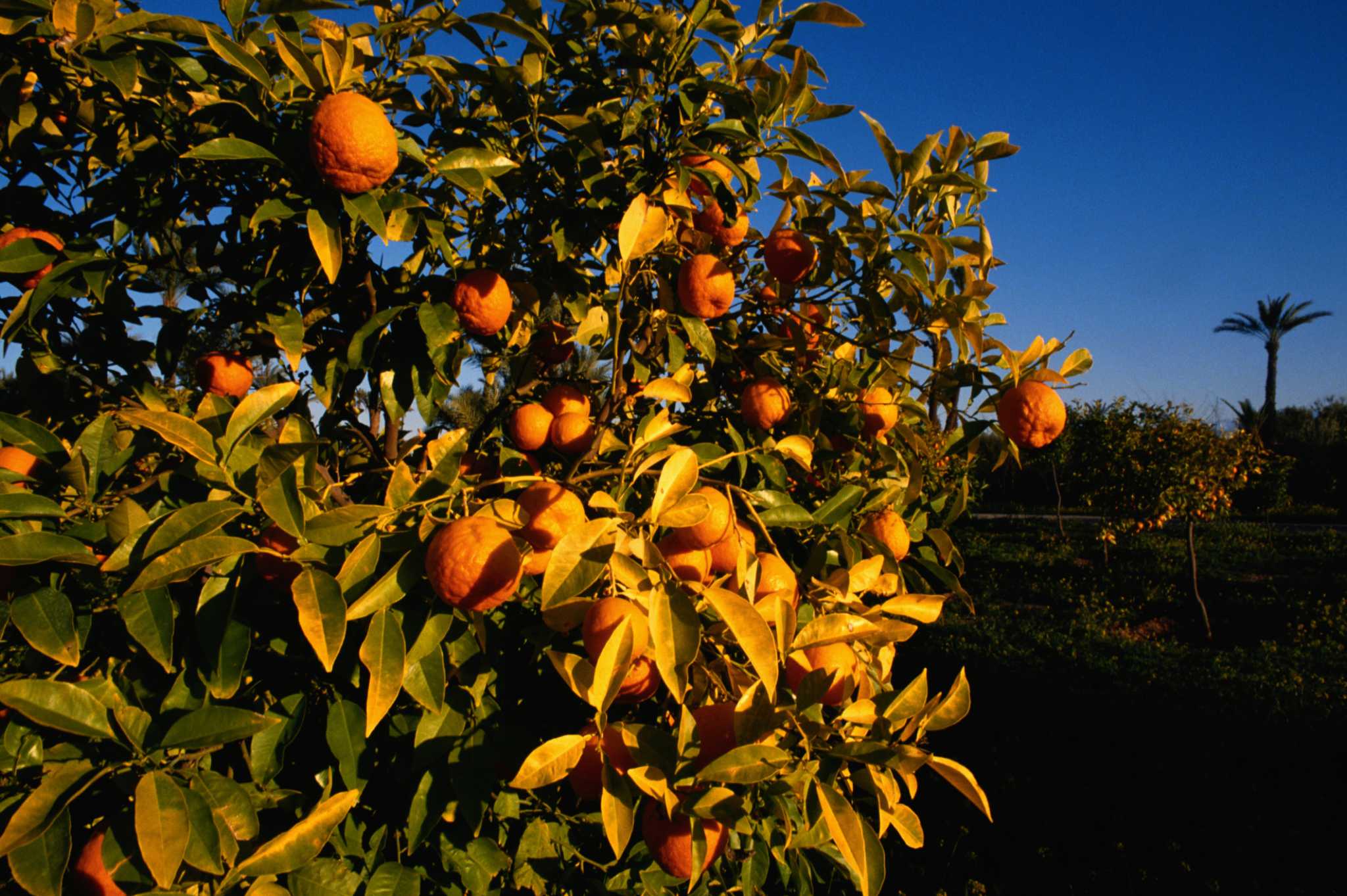 Dry Fruit on Citrus Trees