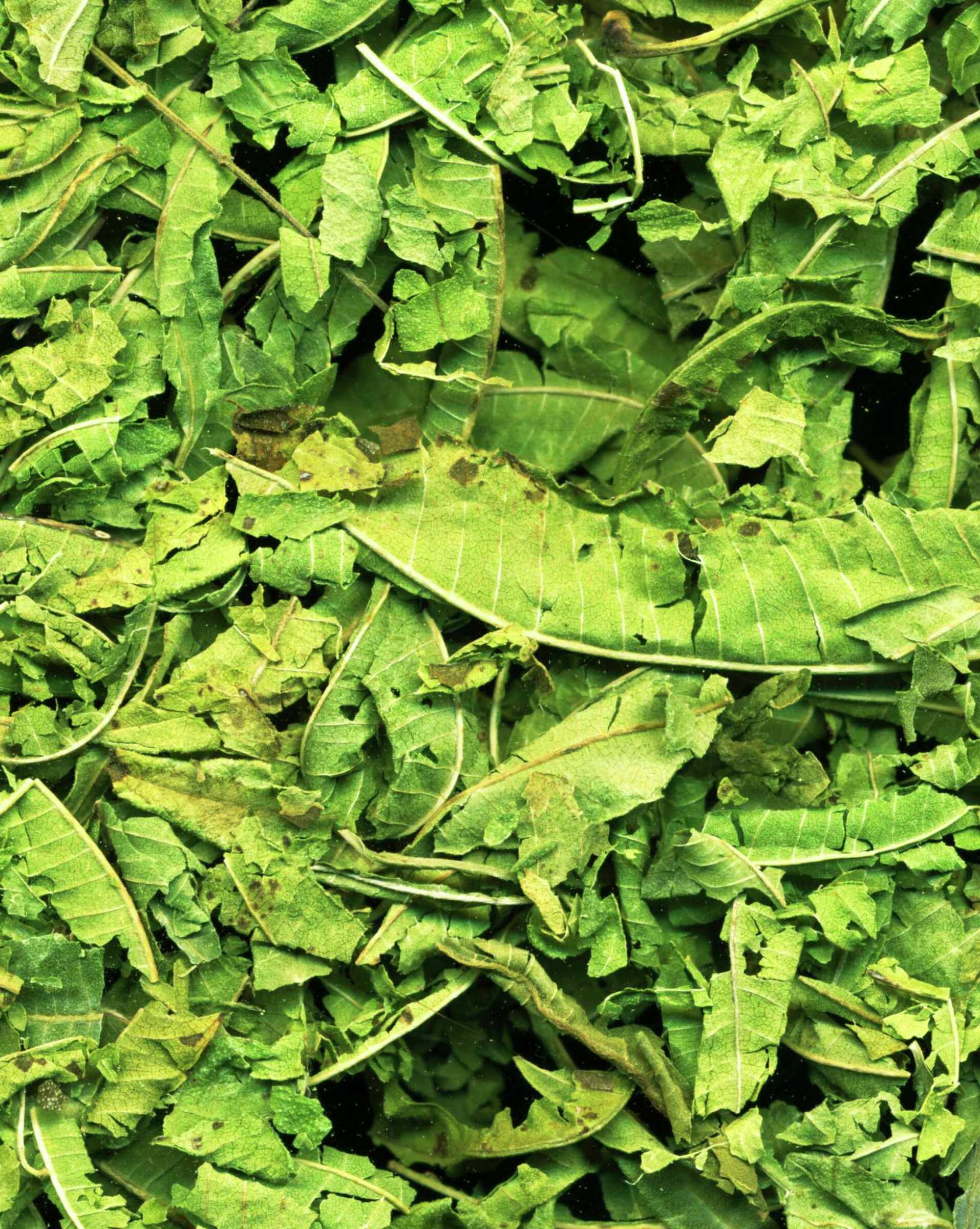 How to Dry Lemon Verbena Leaves