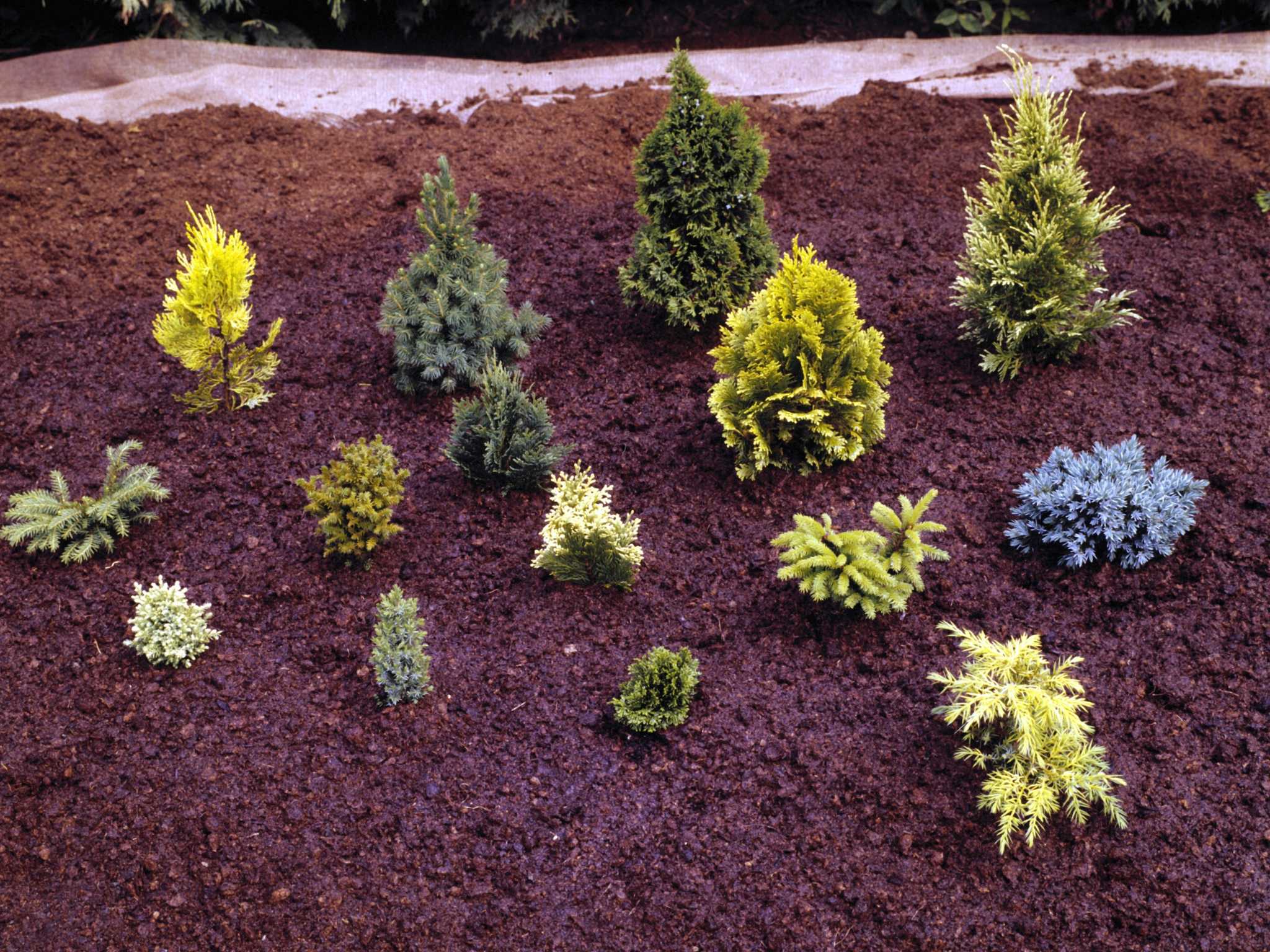 Dwarf Conifers for Landscaping