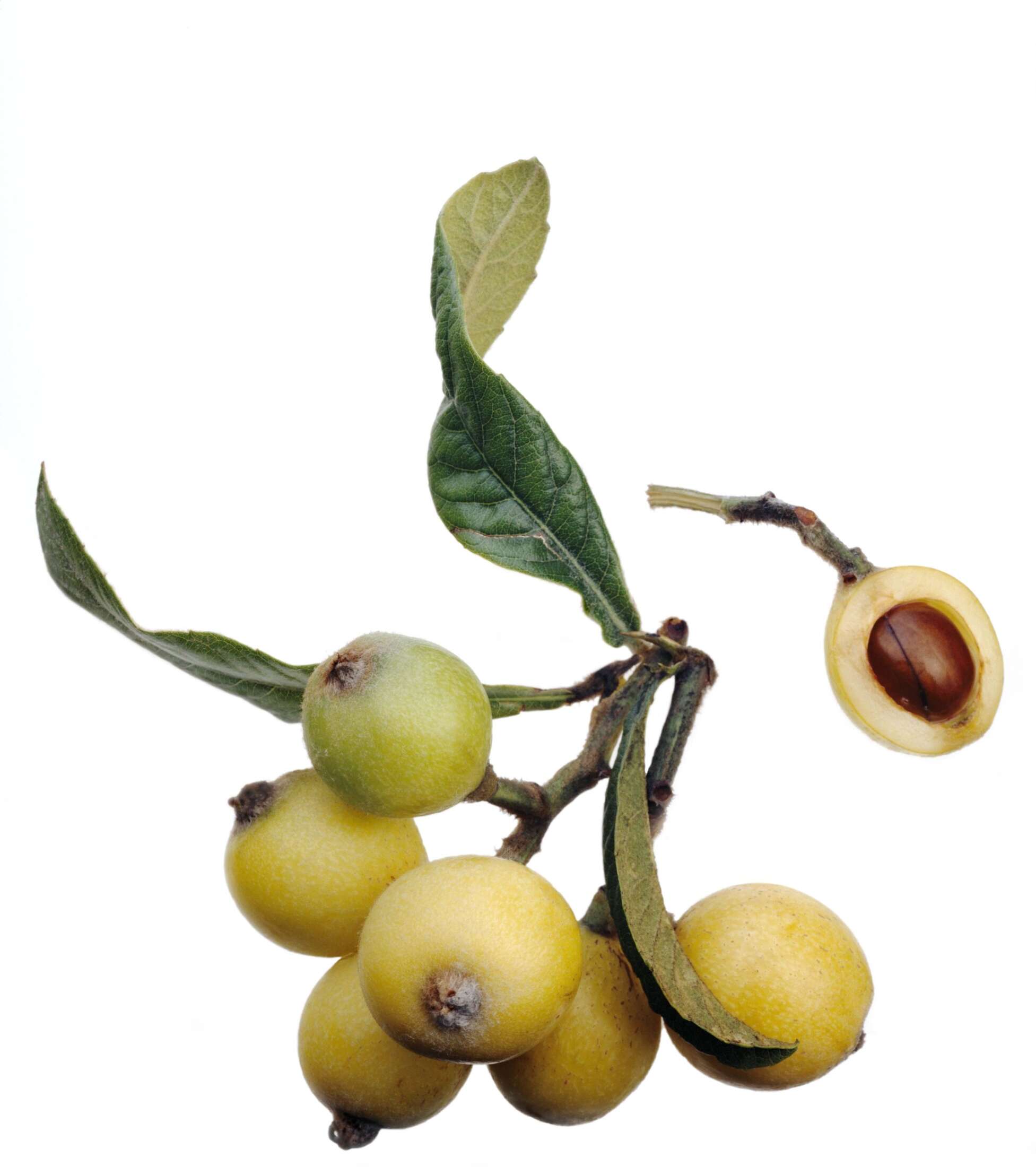Which Dwarf Fruit Trees Can Tolerate Shade?