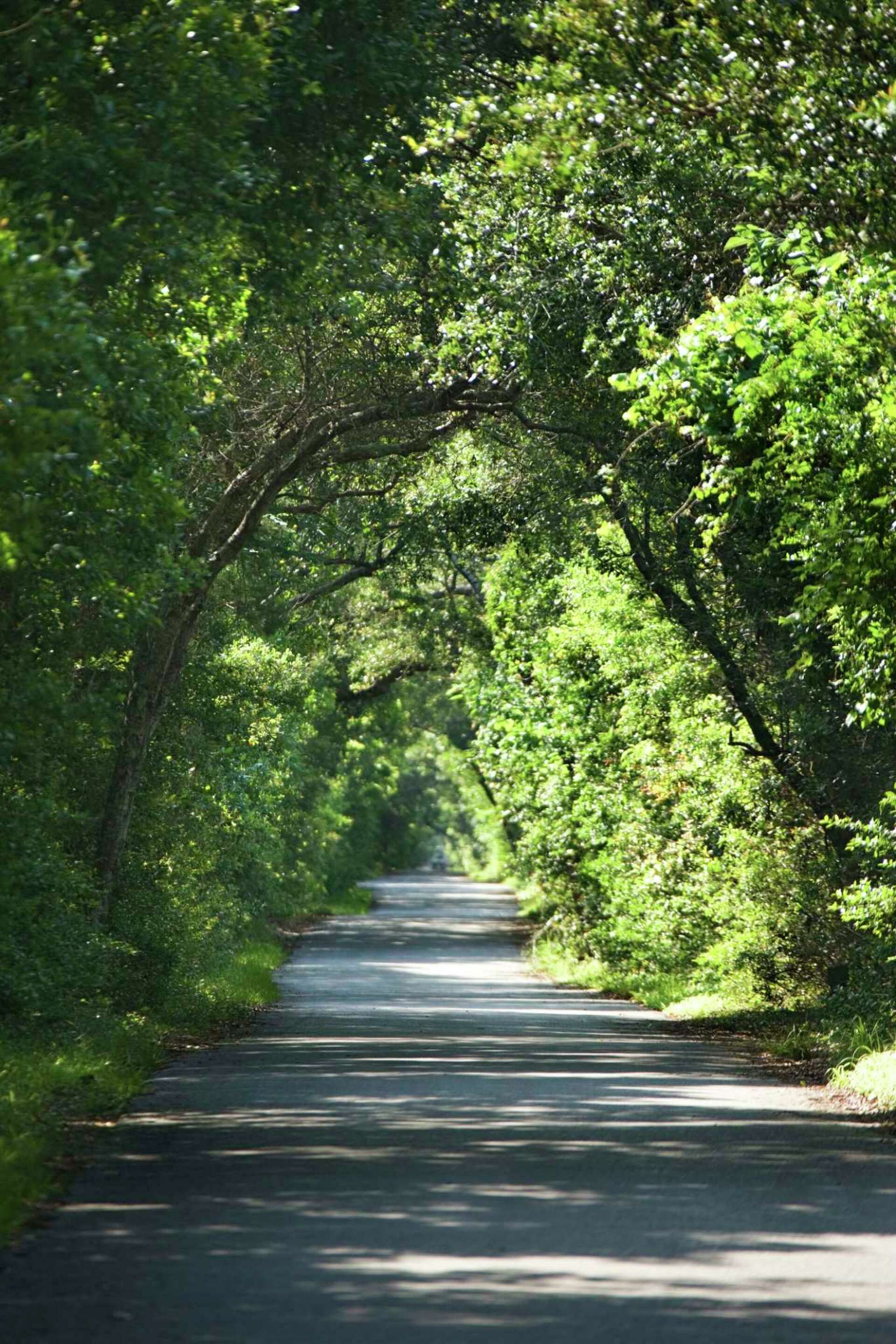 How to Make a Tree Archway